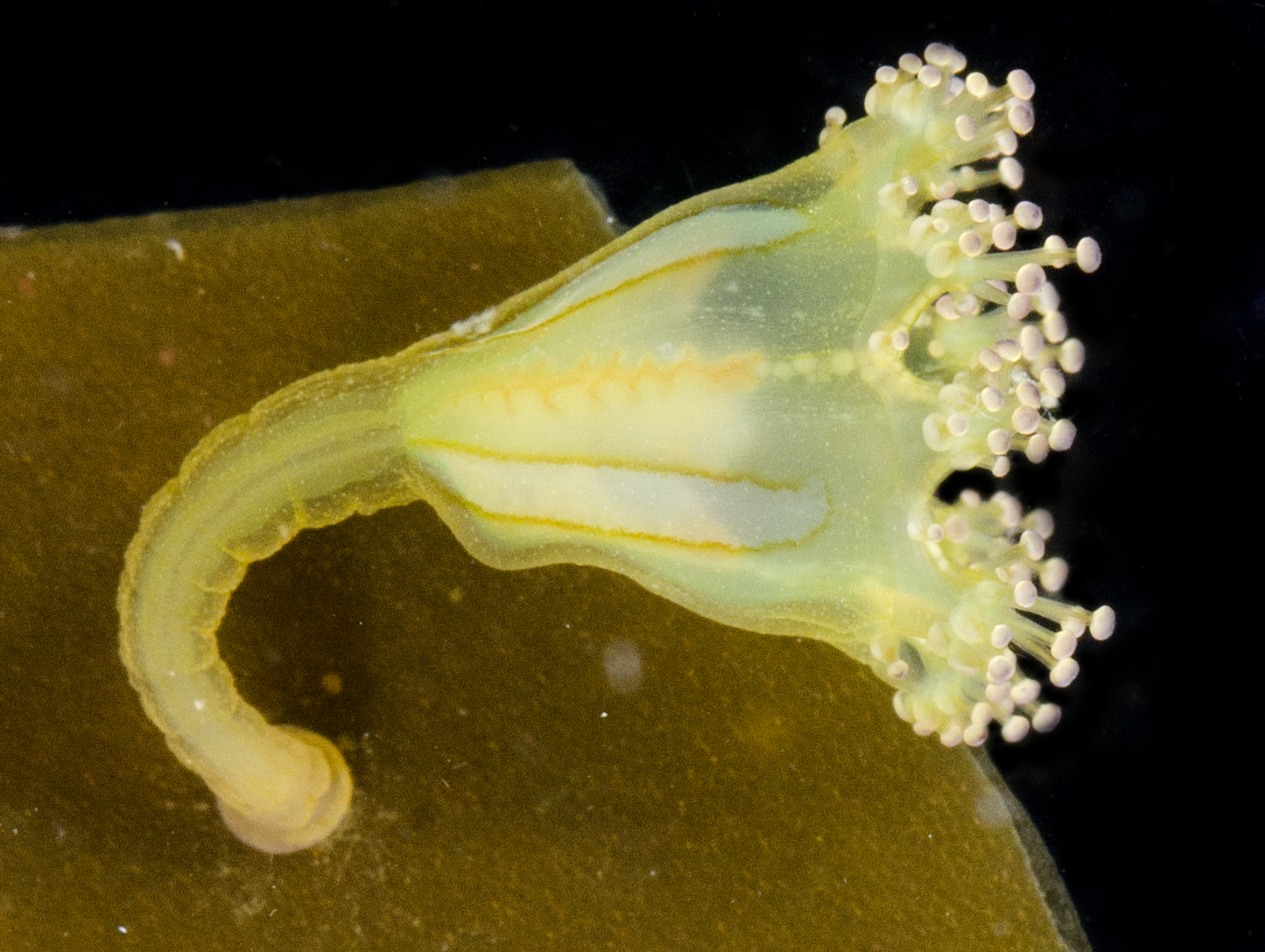 Manania handi Larson & Fautin, 1989