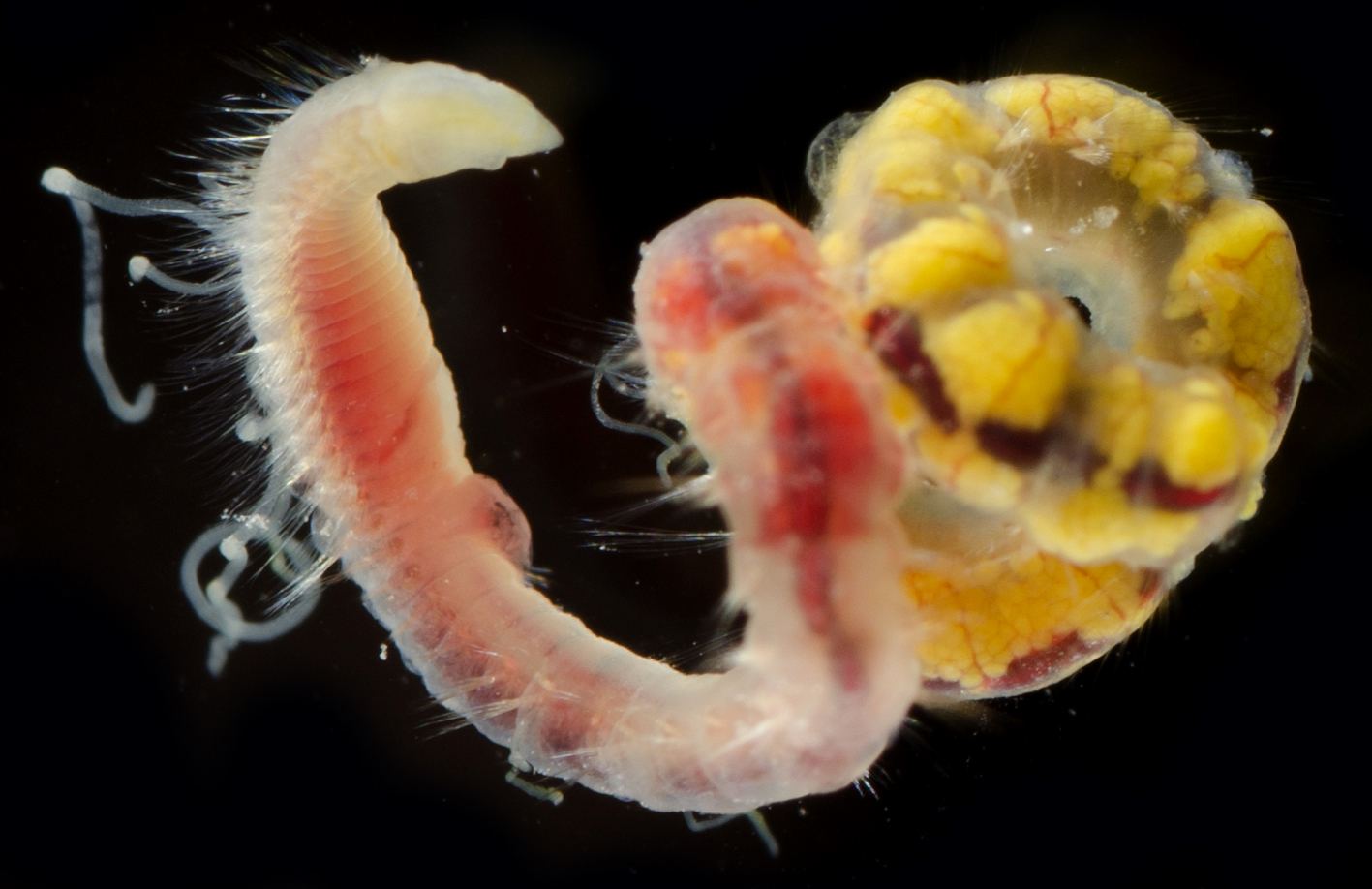 Aphelochaeta Blake, 1991