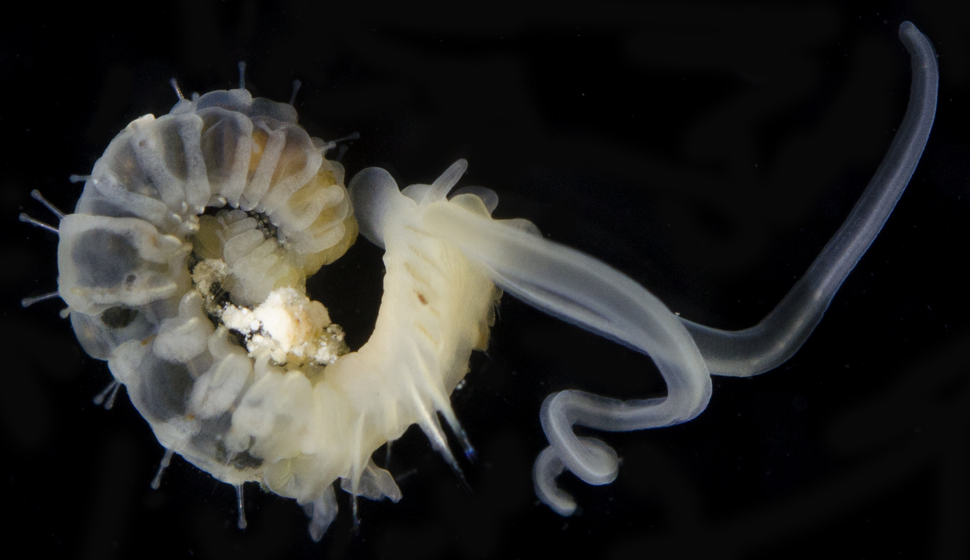 Phyllochaetopterus Grube, 1863