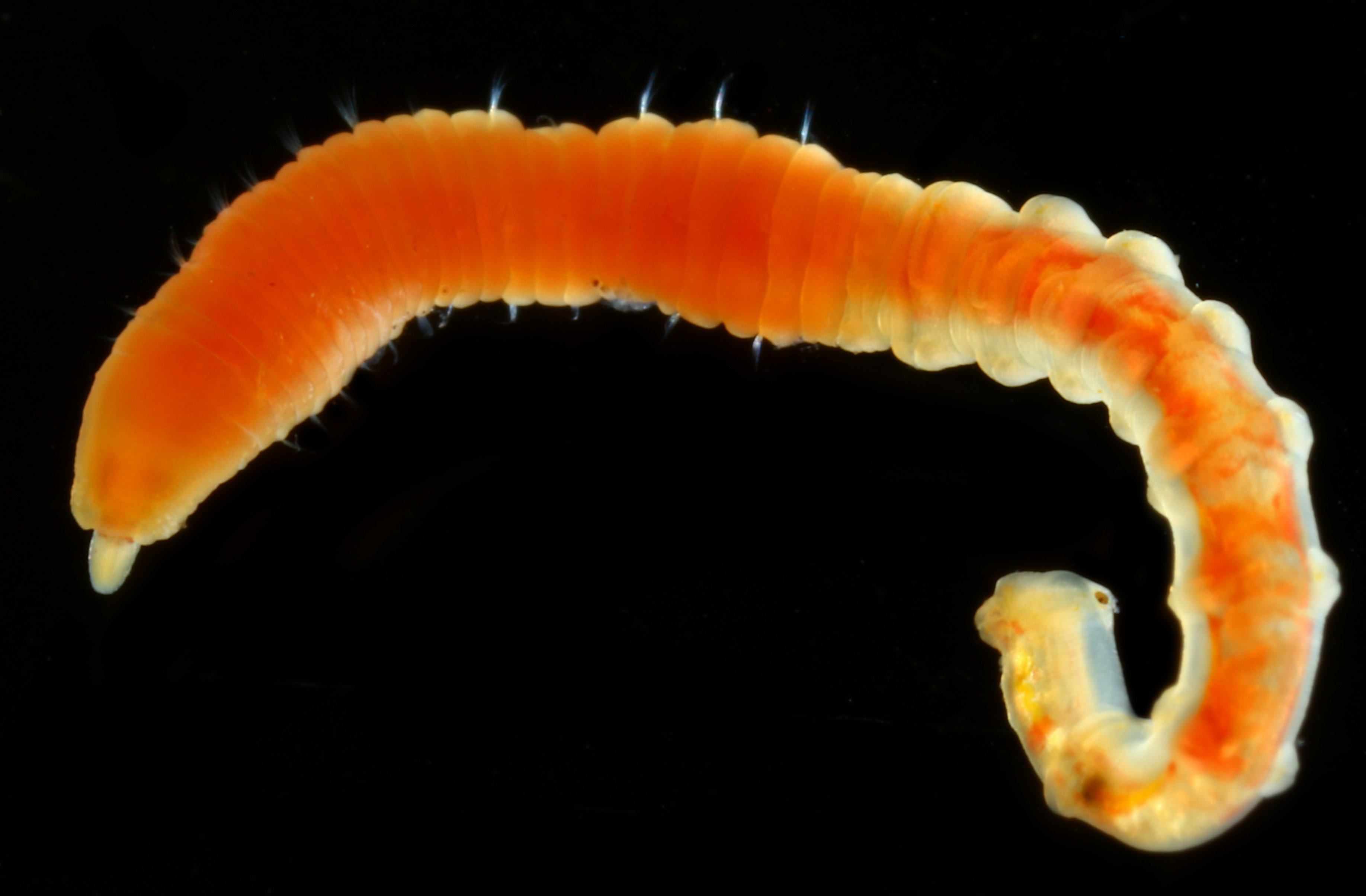 Notomastus M.Sars, 1851