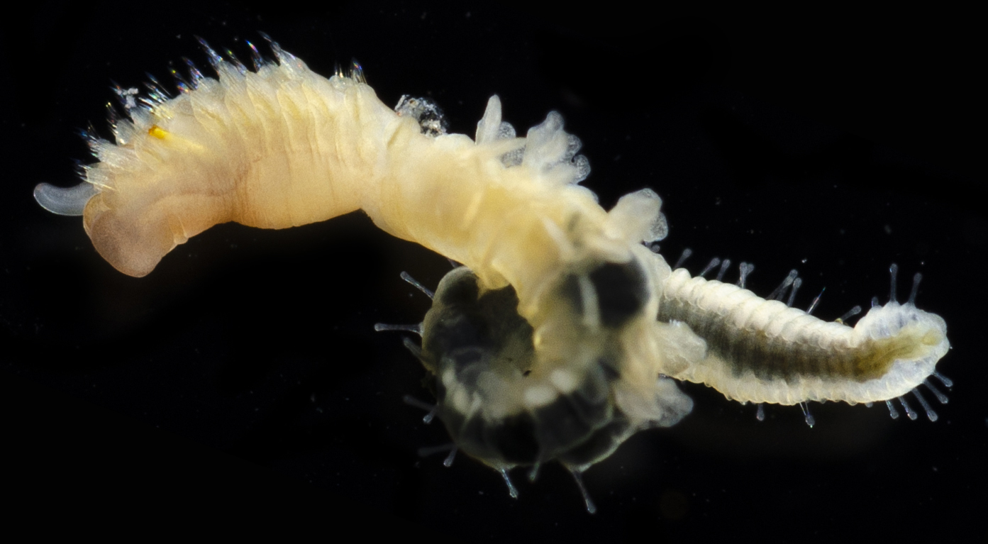 Phyllochaetopterus Grube, 1863