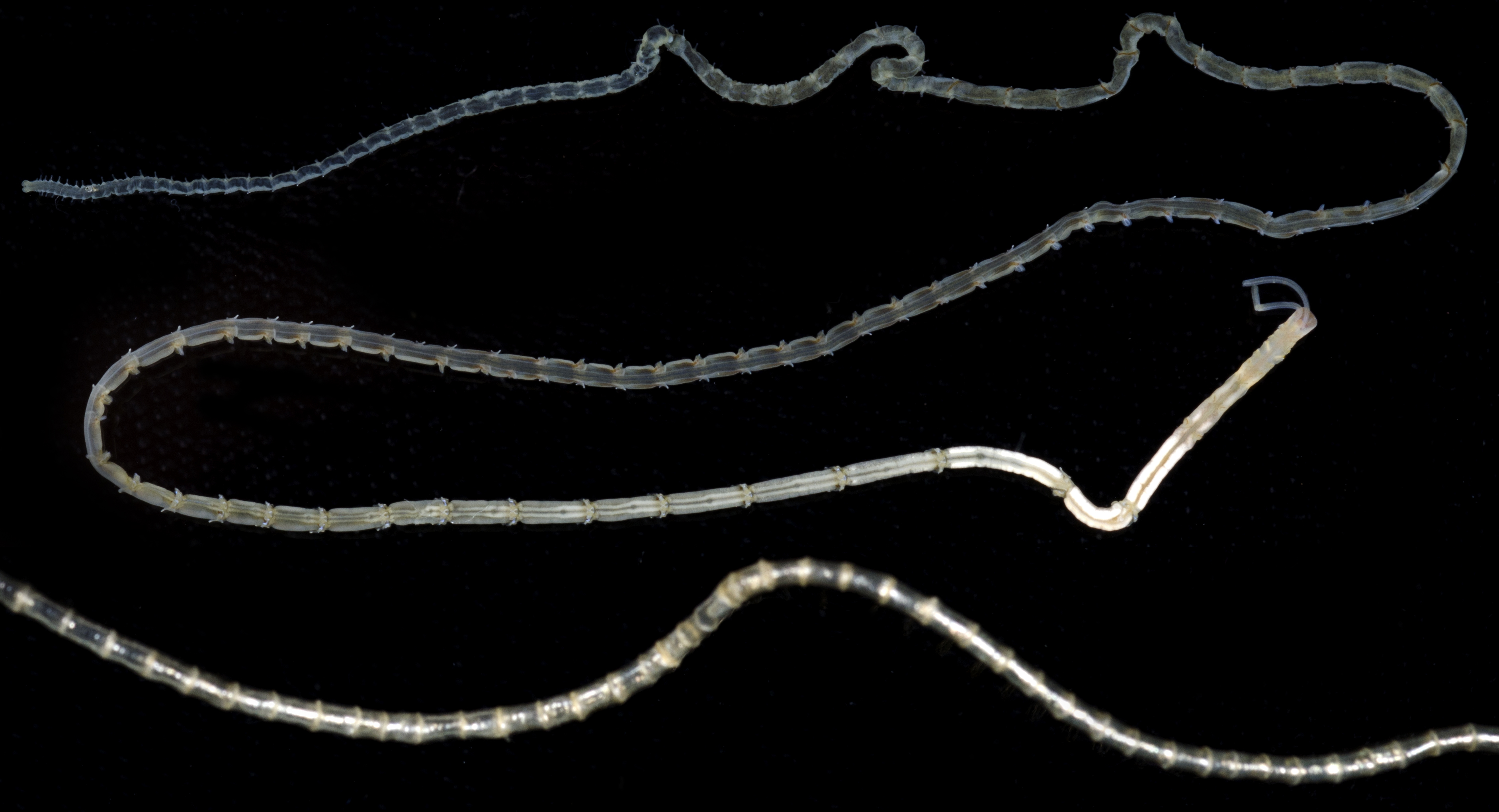 Phyllochaetopterus Grube, 1863