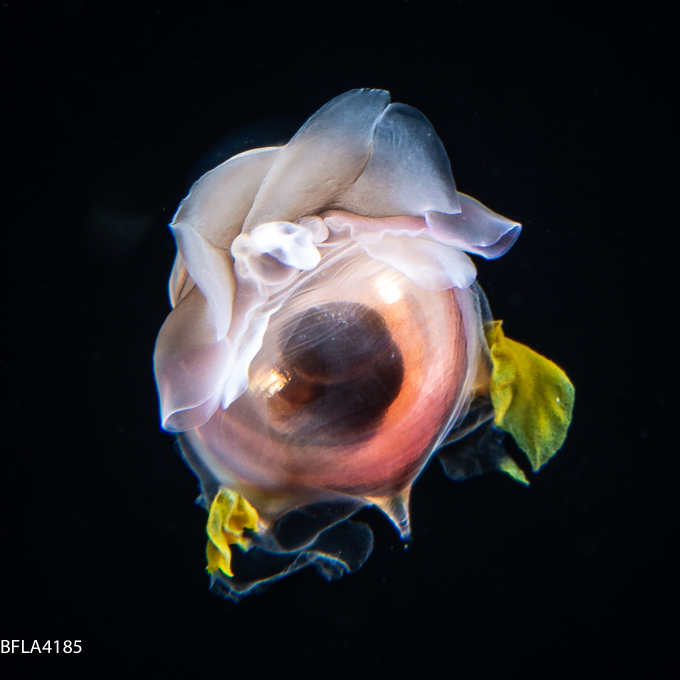 Cavolinia Abildgaard, 1791