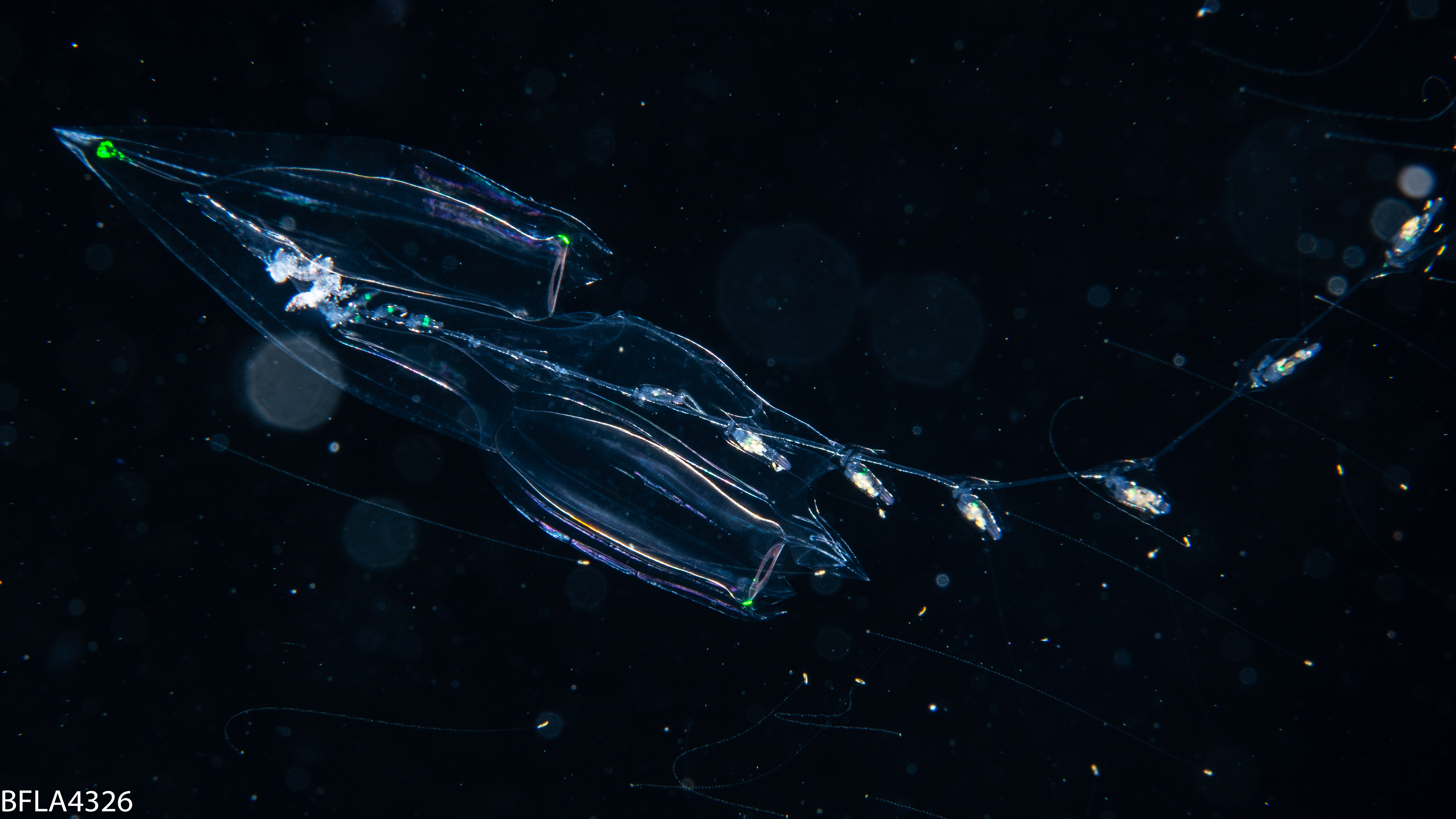 Diphyes dispar Chamisso & Eysenhardt, 1821