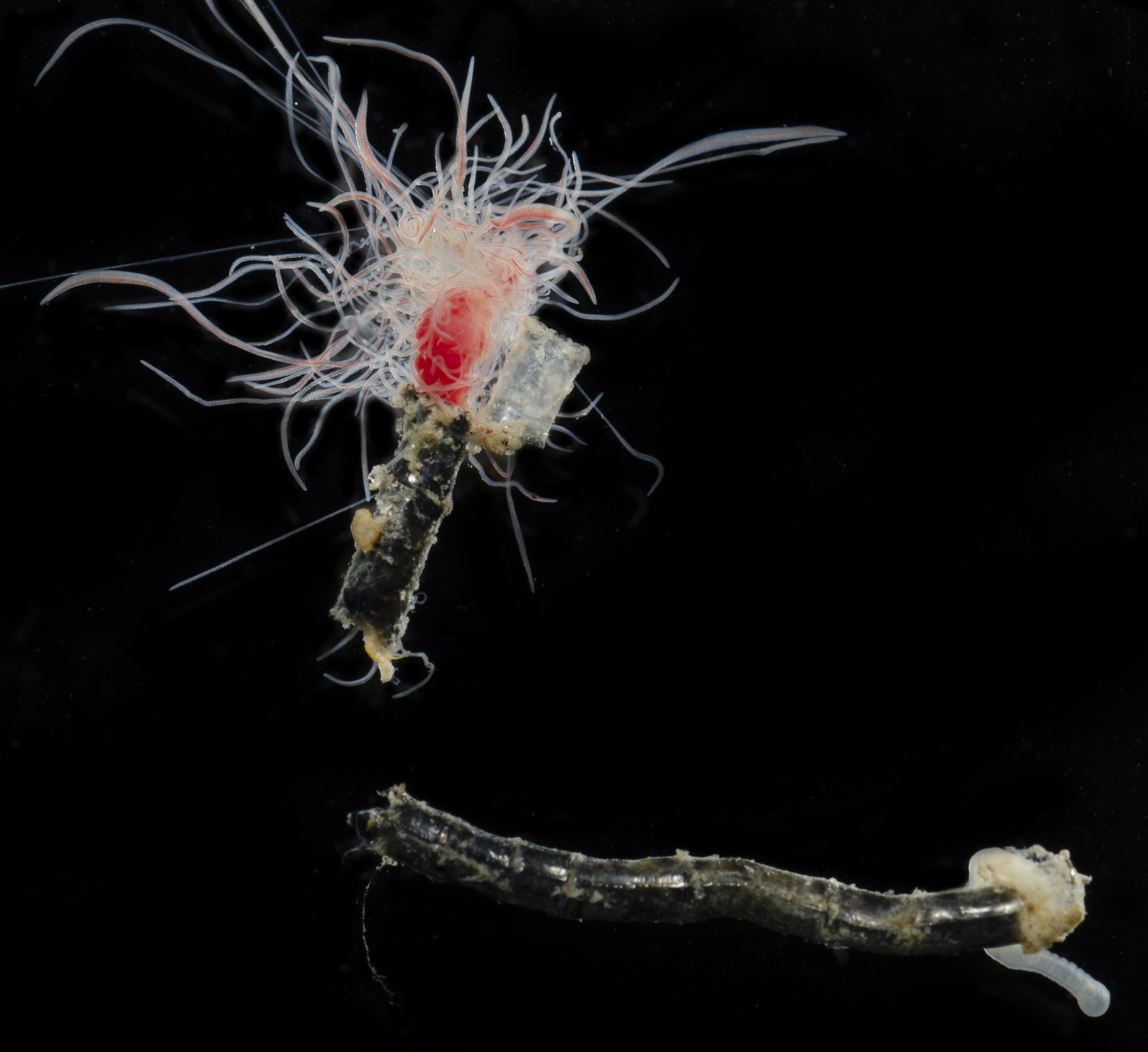 Polycirrus Grube, 1850