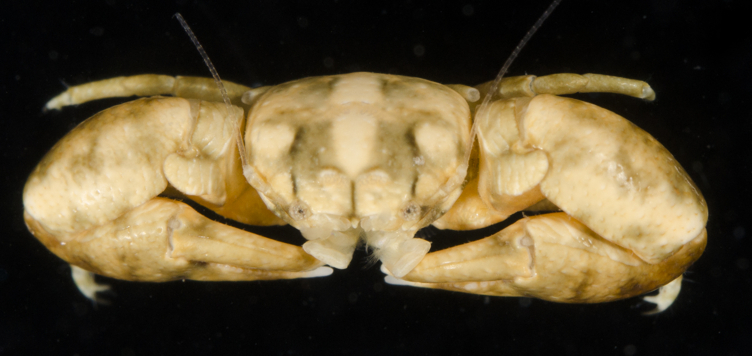 Polyonyx Stimpson, 1858