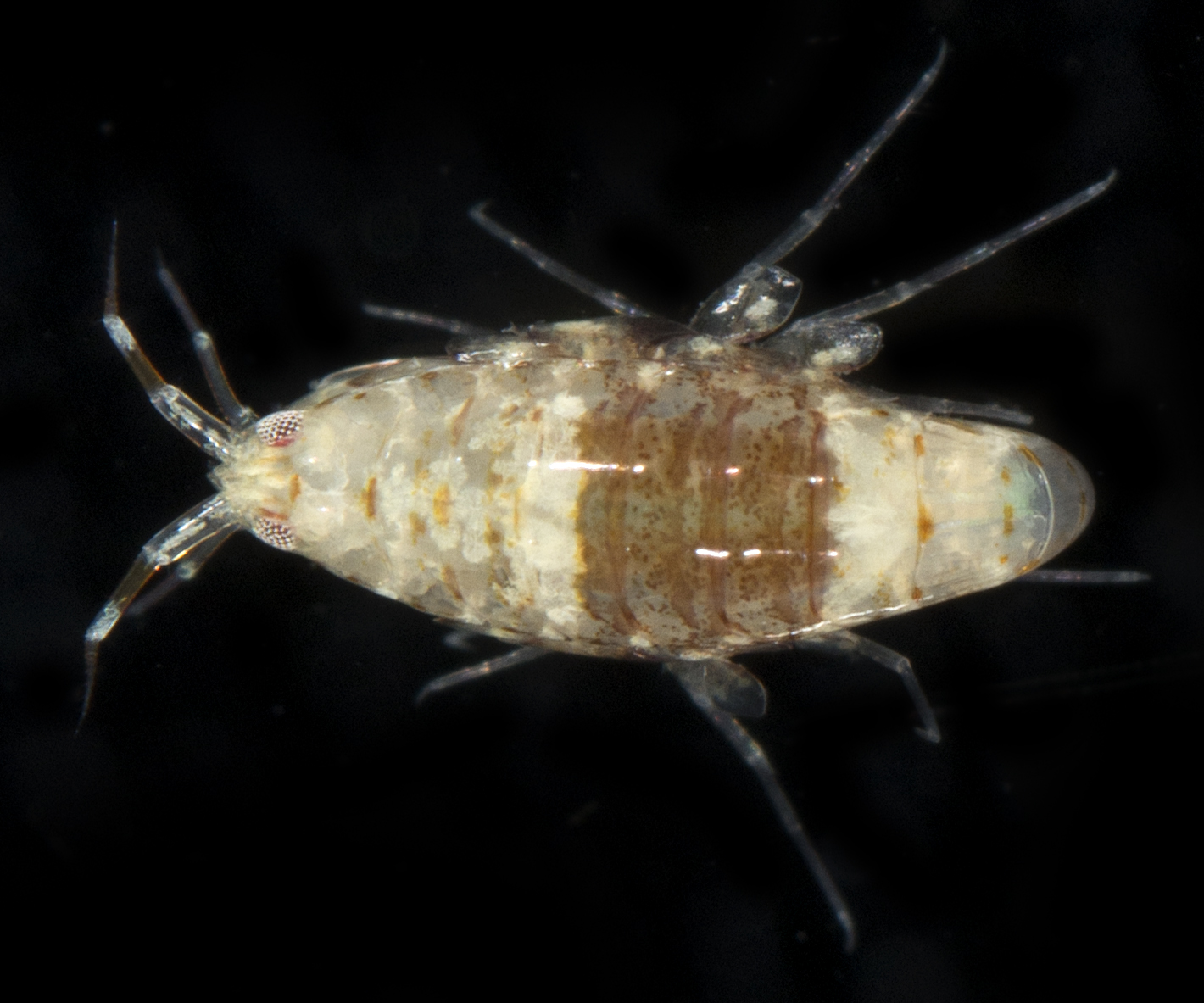 Leucothoe Leach, 1814