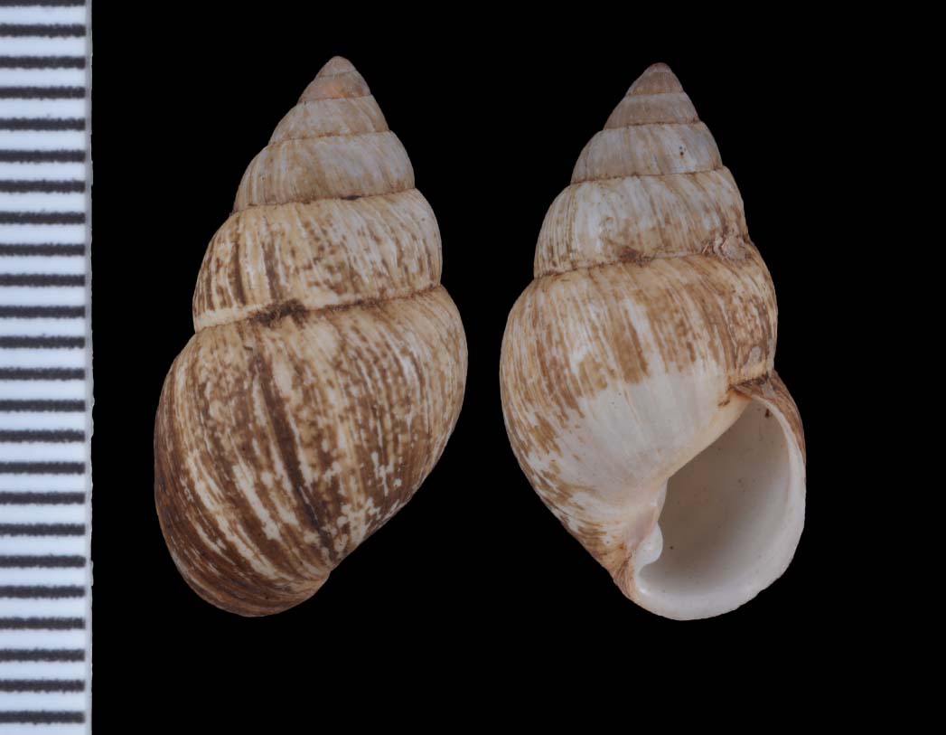 Amastridae