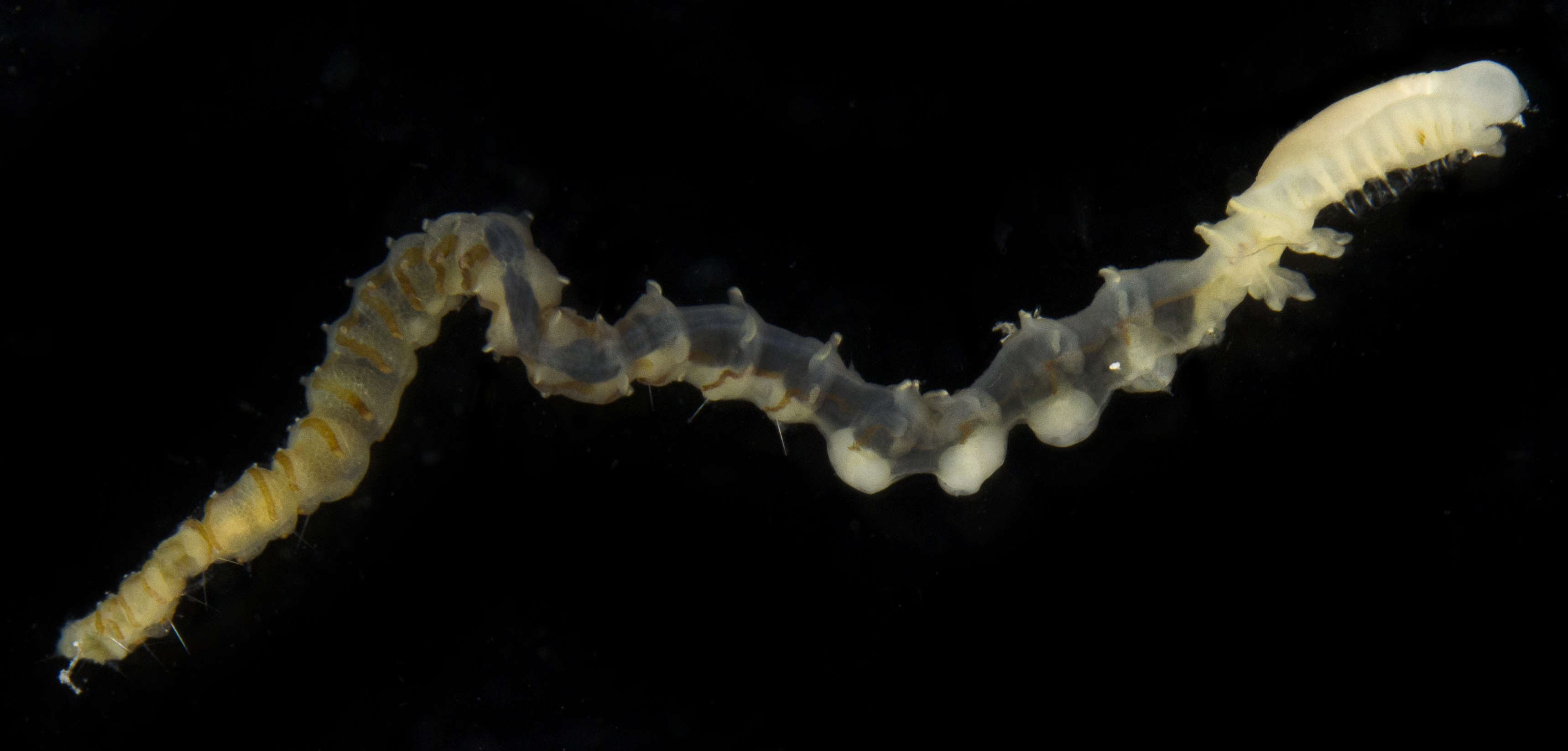 Phyllochaetopterus Grube, 1863