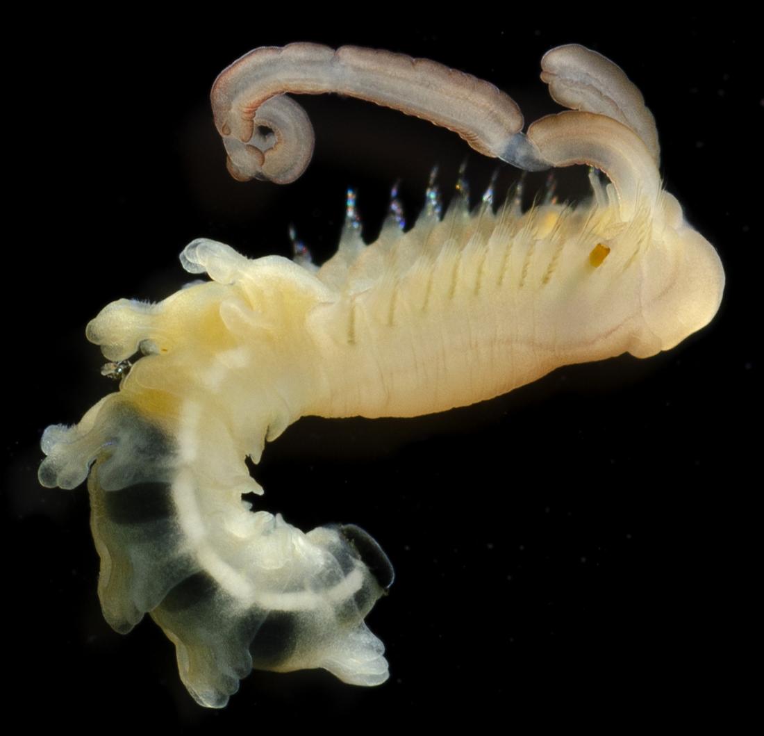 Phyllochaetopterus Grube, 1863