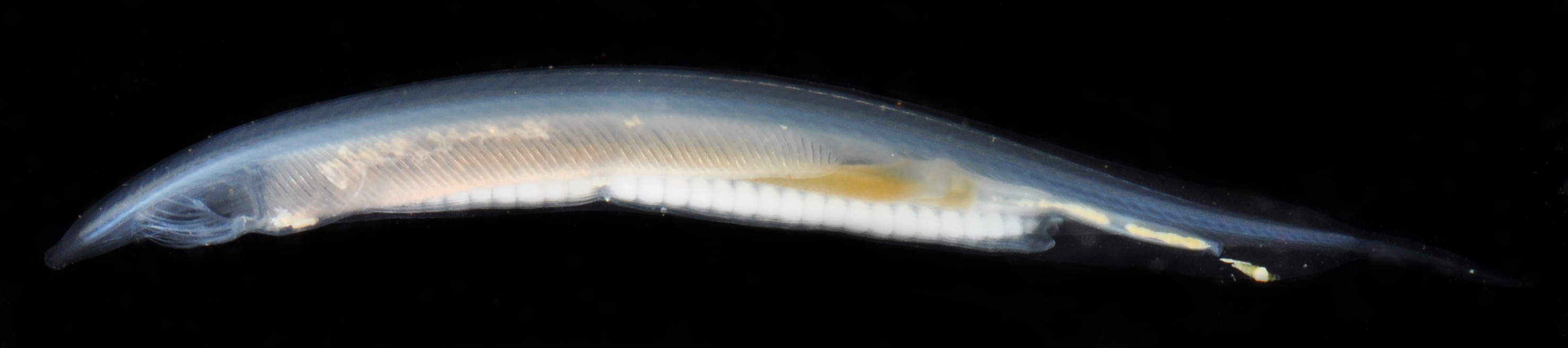 Branchiostomatidae