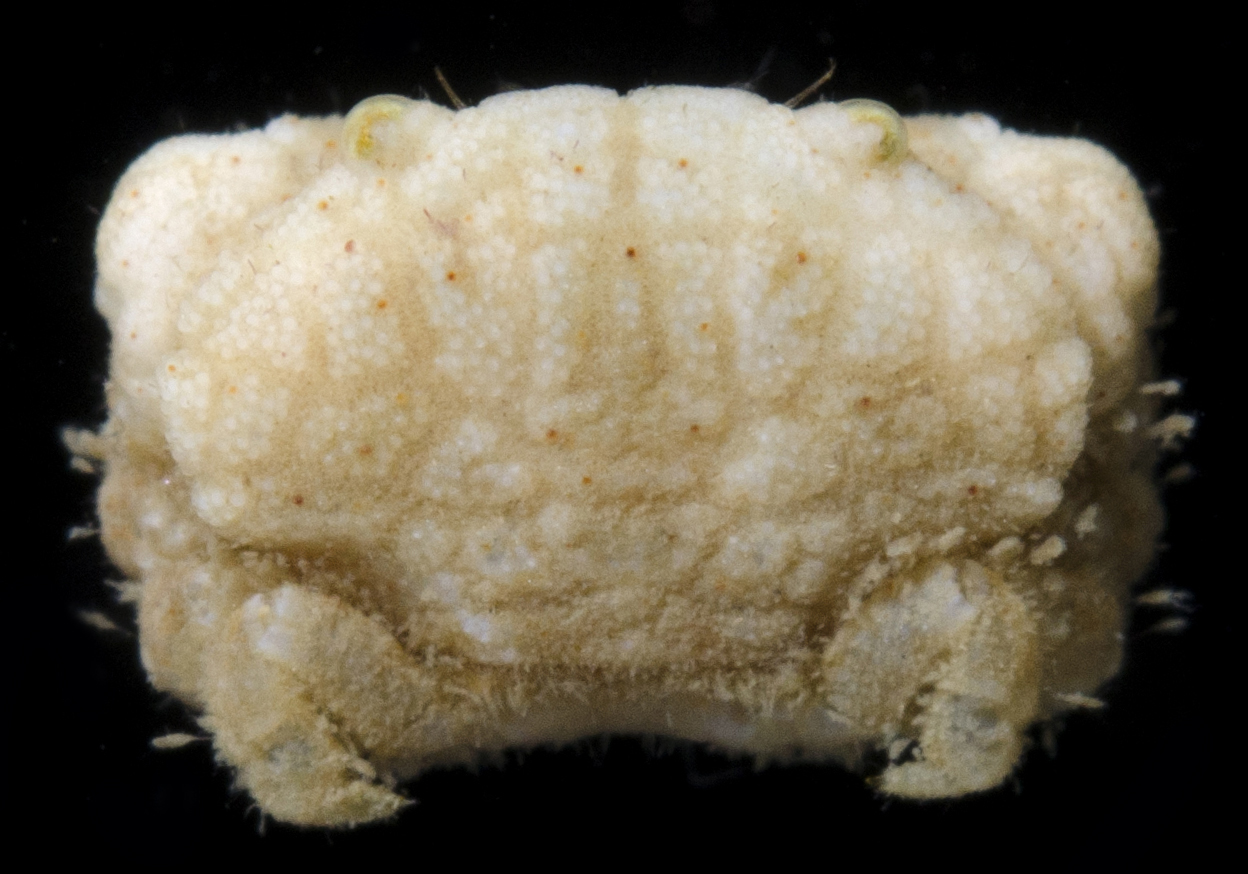Actaeodes mutatus Guinot, 1976