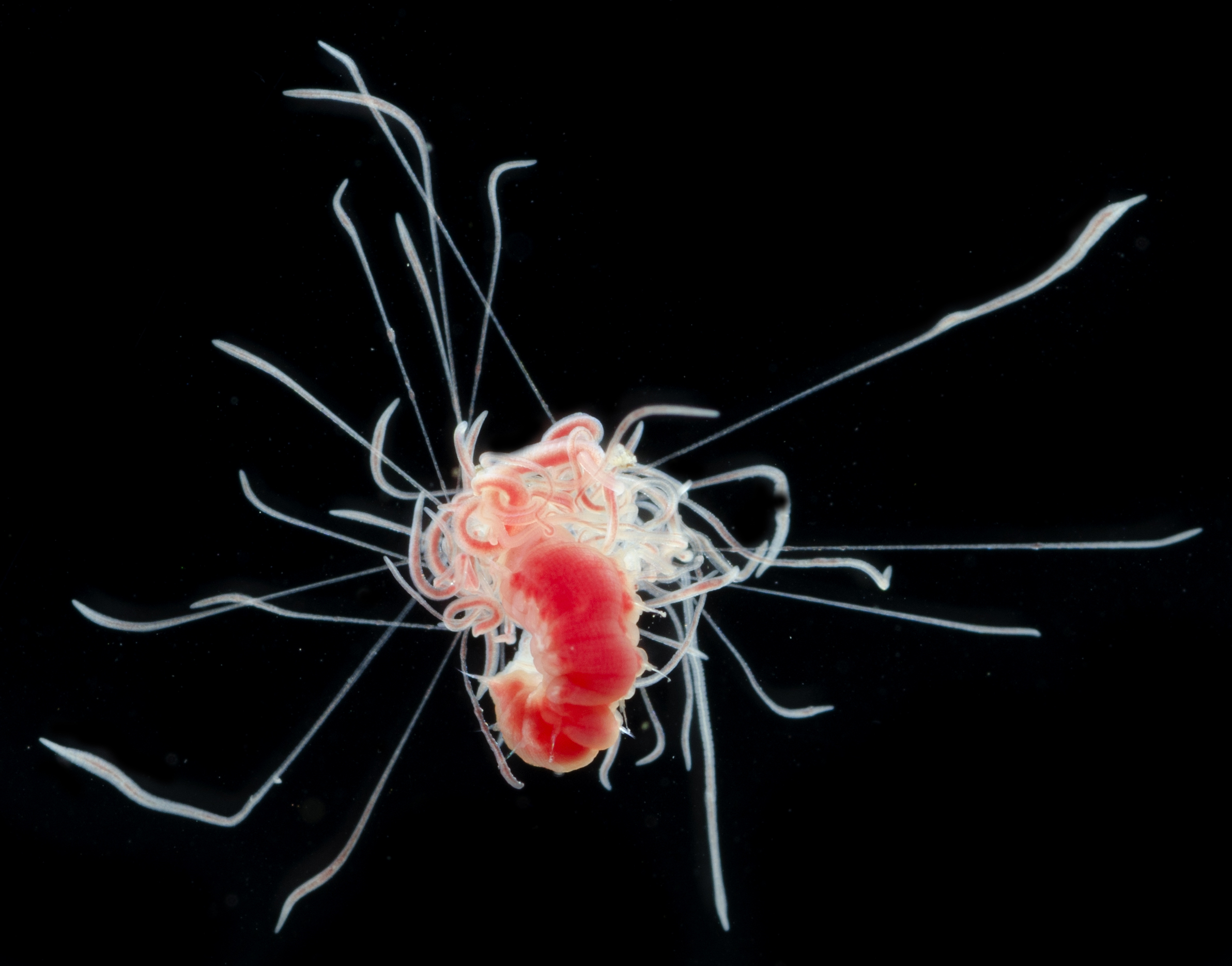 Polycirrus Grube, 1850