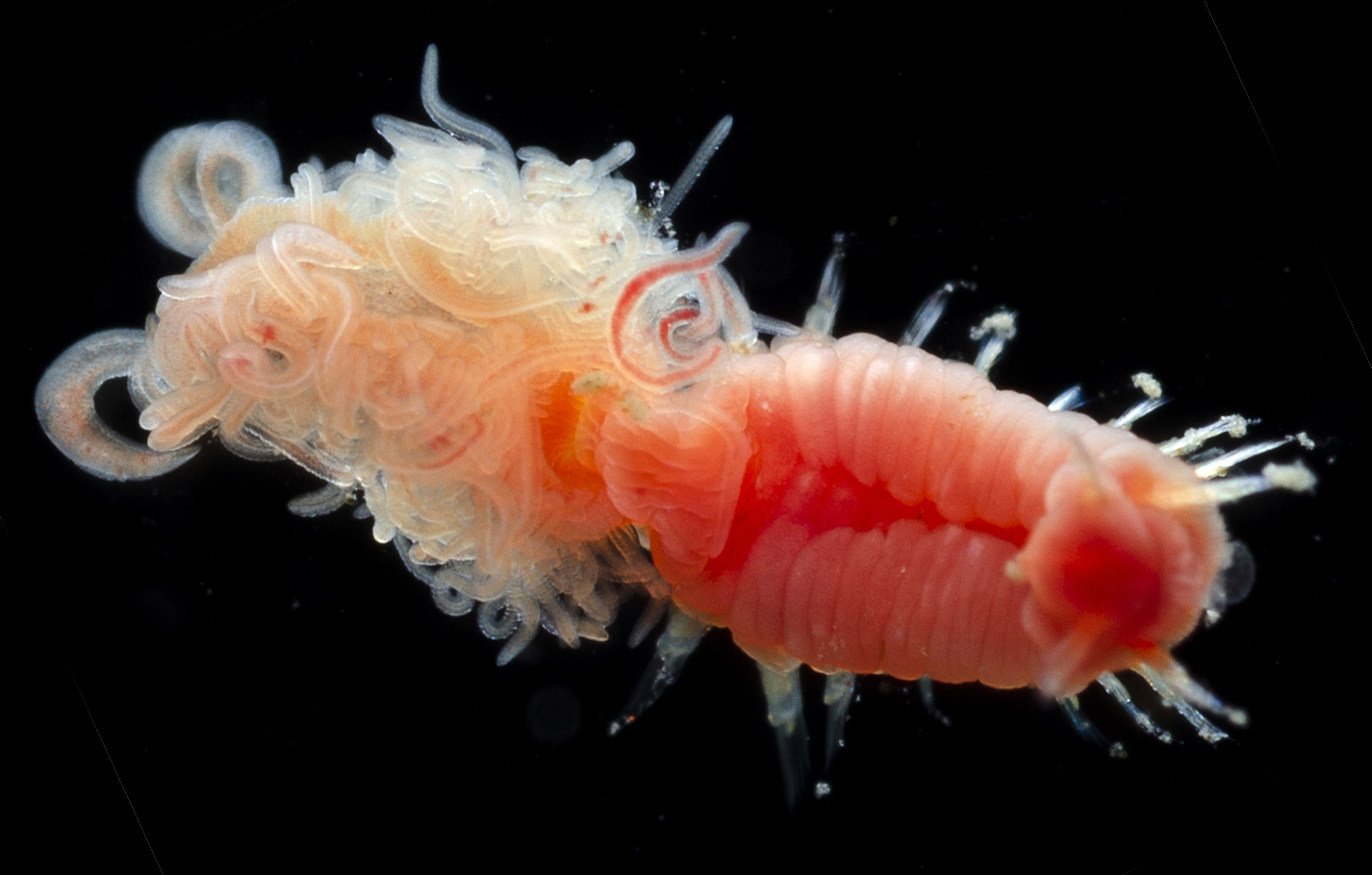 Polycirrus Grube, 1850