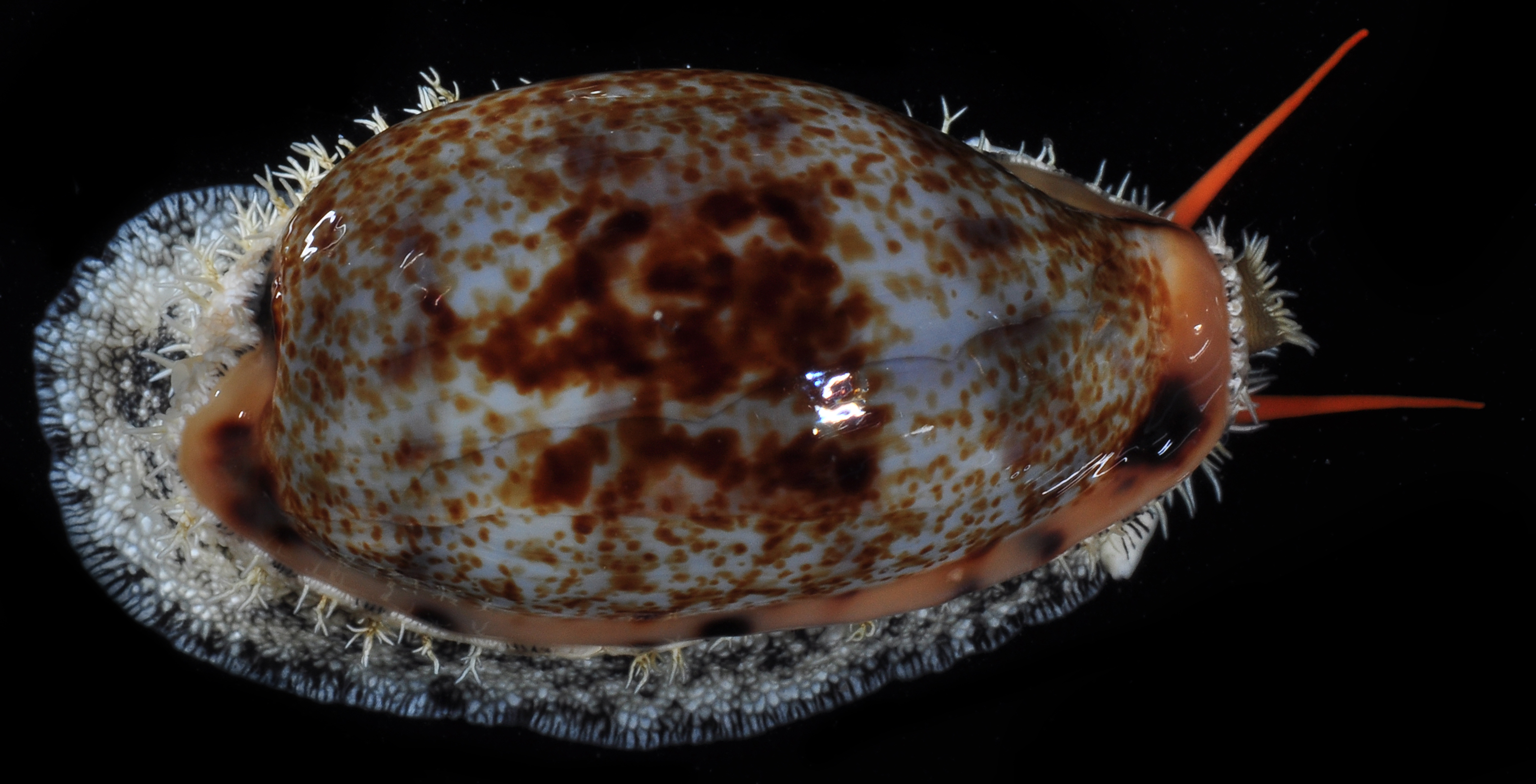 Cypraea caurica Linnaeus, 1758