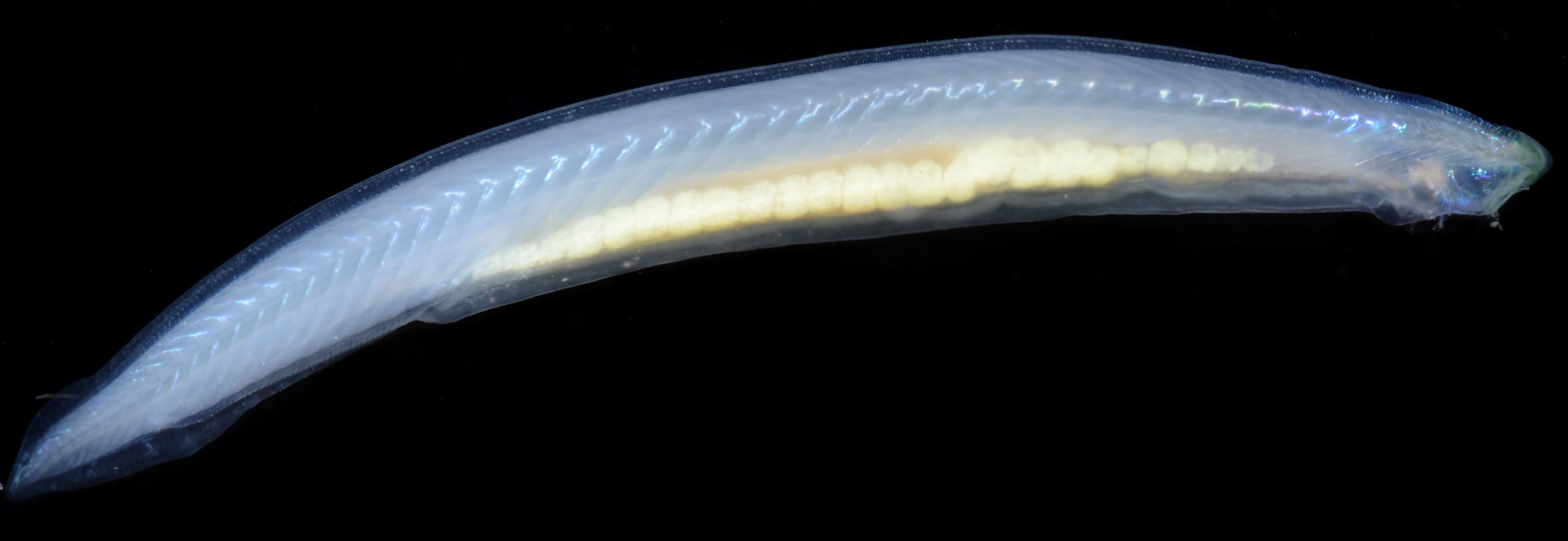Branchiostomatidae
