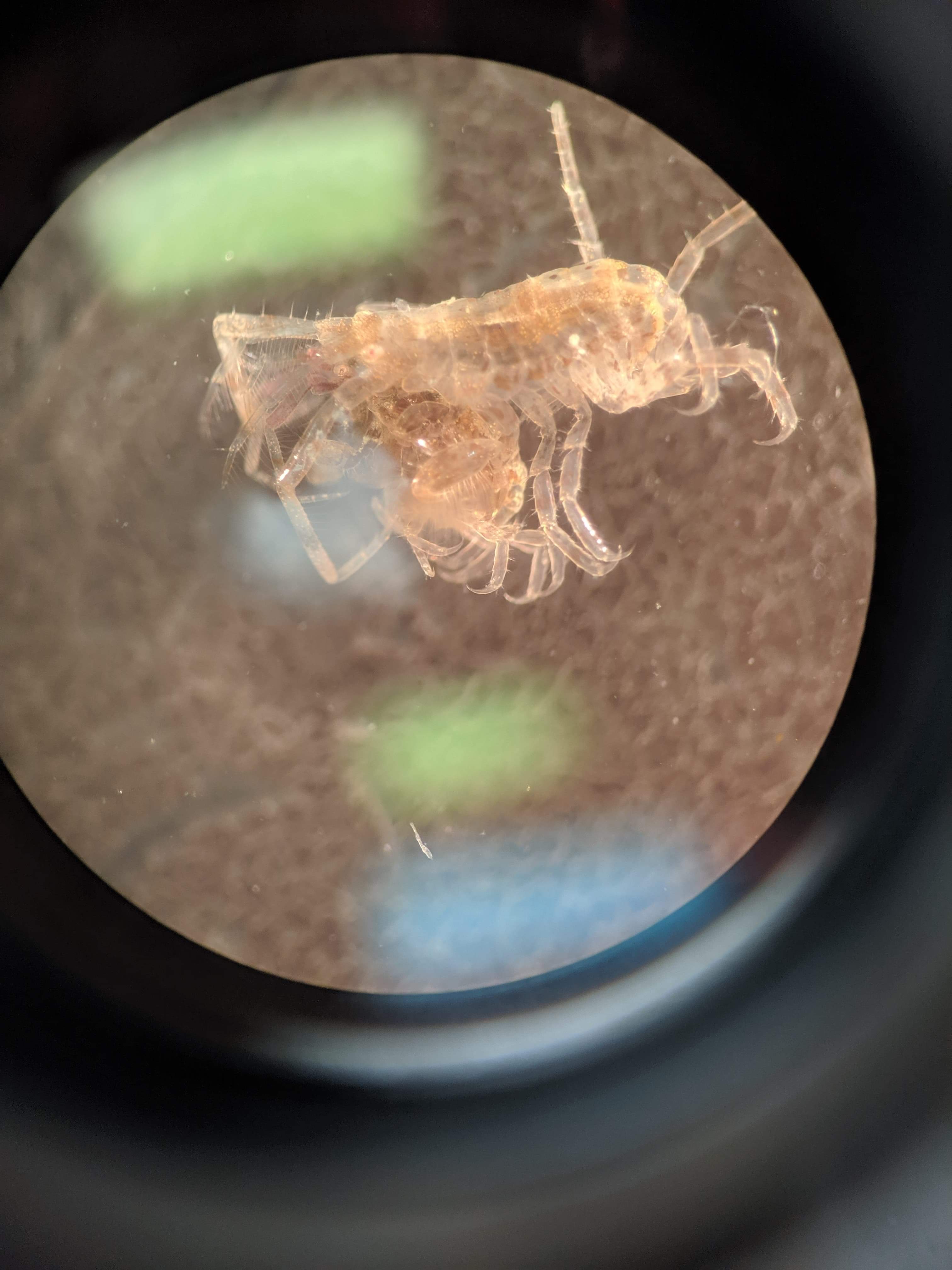 Podocerus brasiliensis (Dana, 1853)