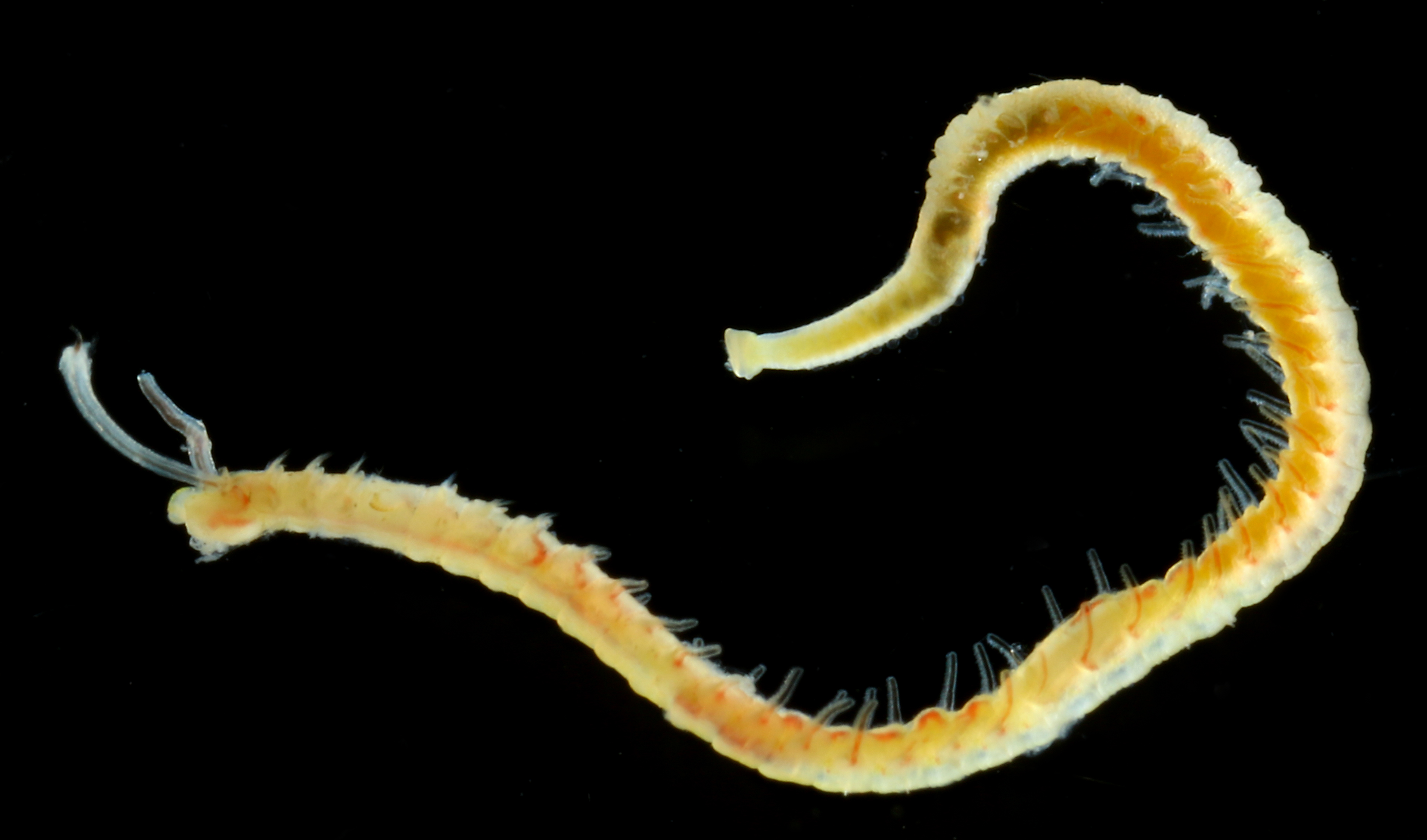 Polydora cornuta Bosc, 1802