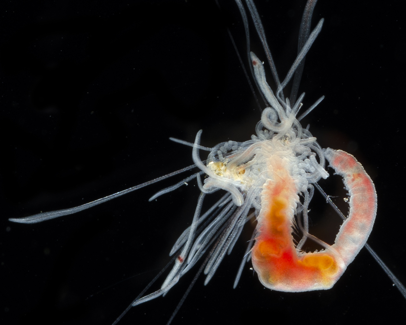 Polycirrus Grube, 1850