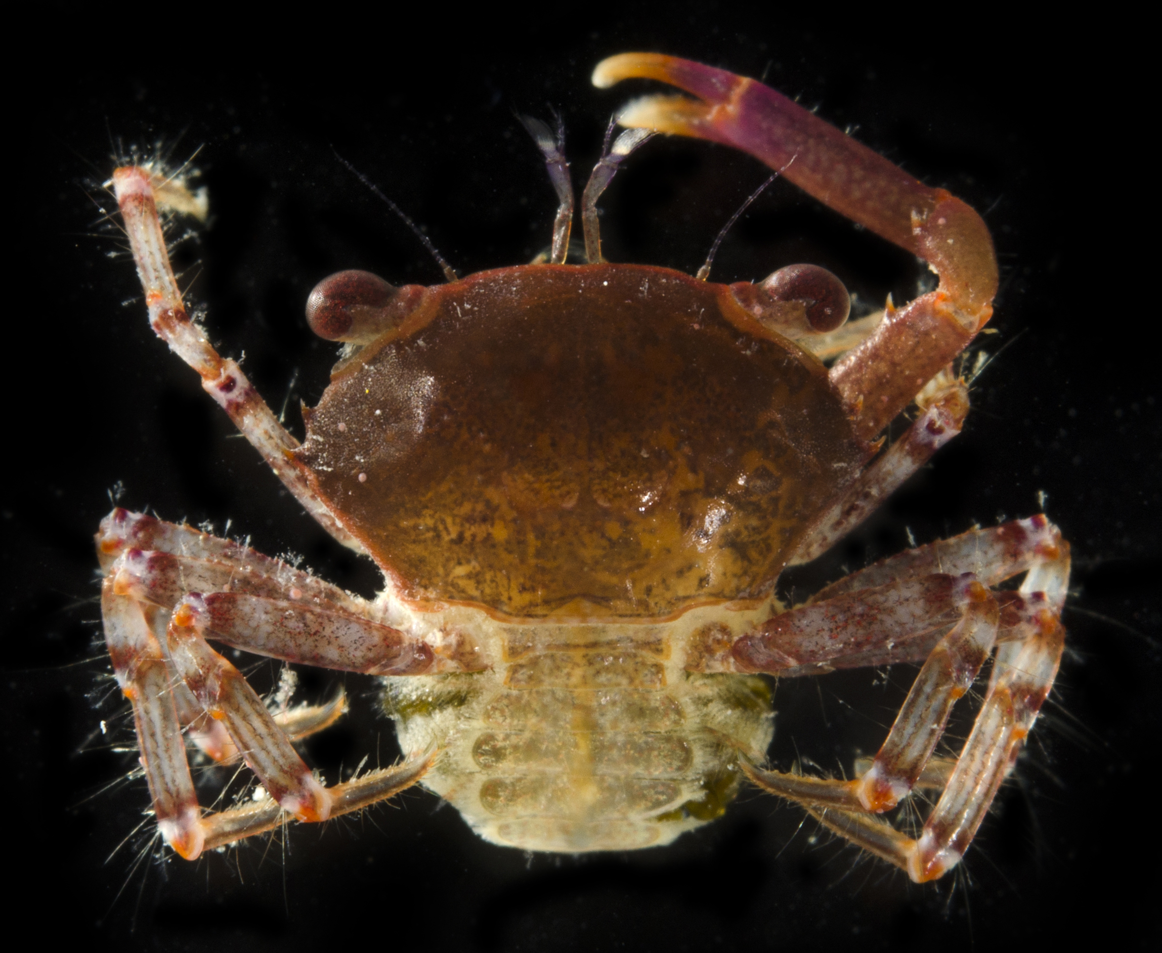 Tanaocheles Kropp, 1984