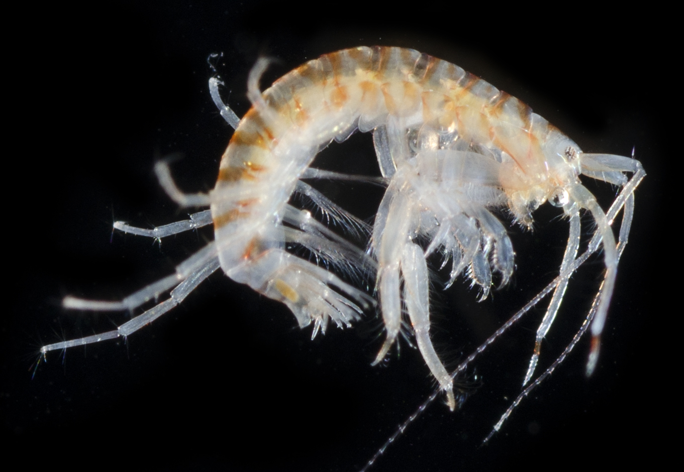 Aoroides Walker, 1898