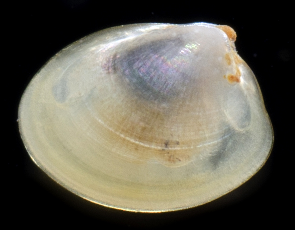 Ennucula tenuis (Montagu, 1808)