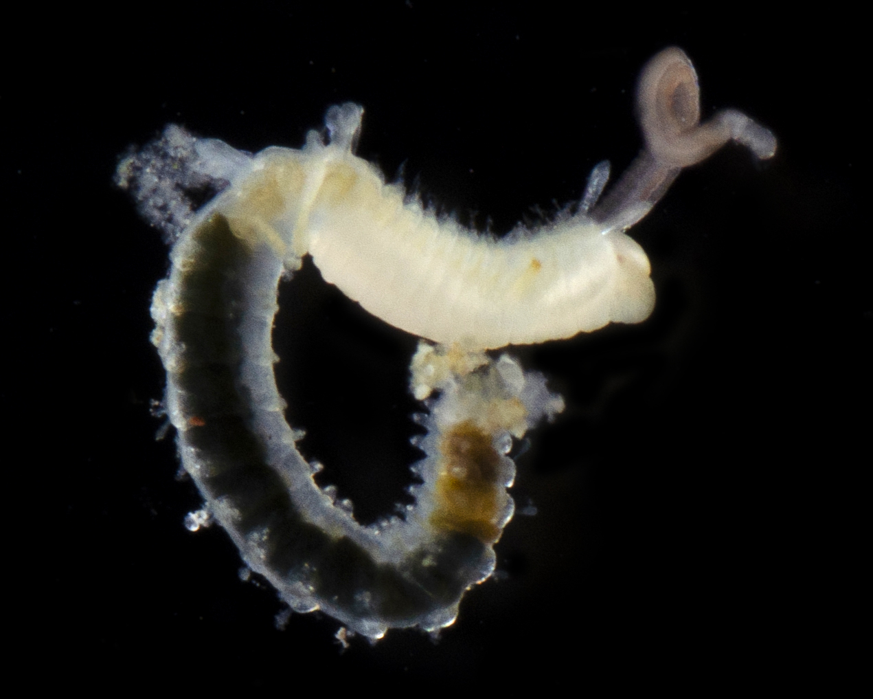 Phyllochaetopterus Grube, 1863