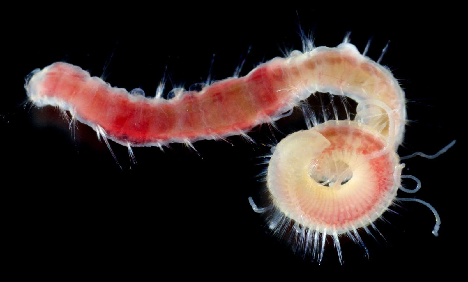 Aphelochaeta Blake, 1991