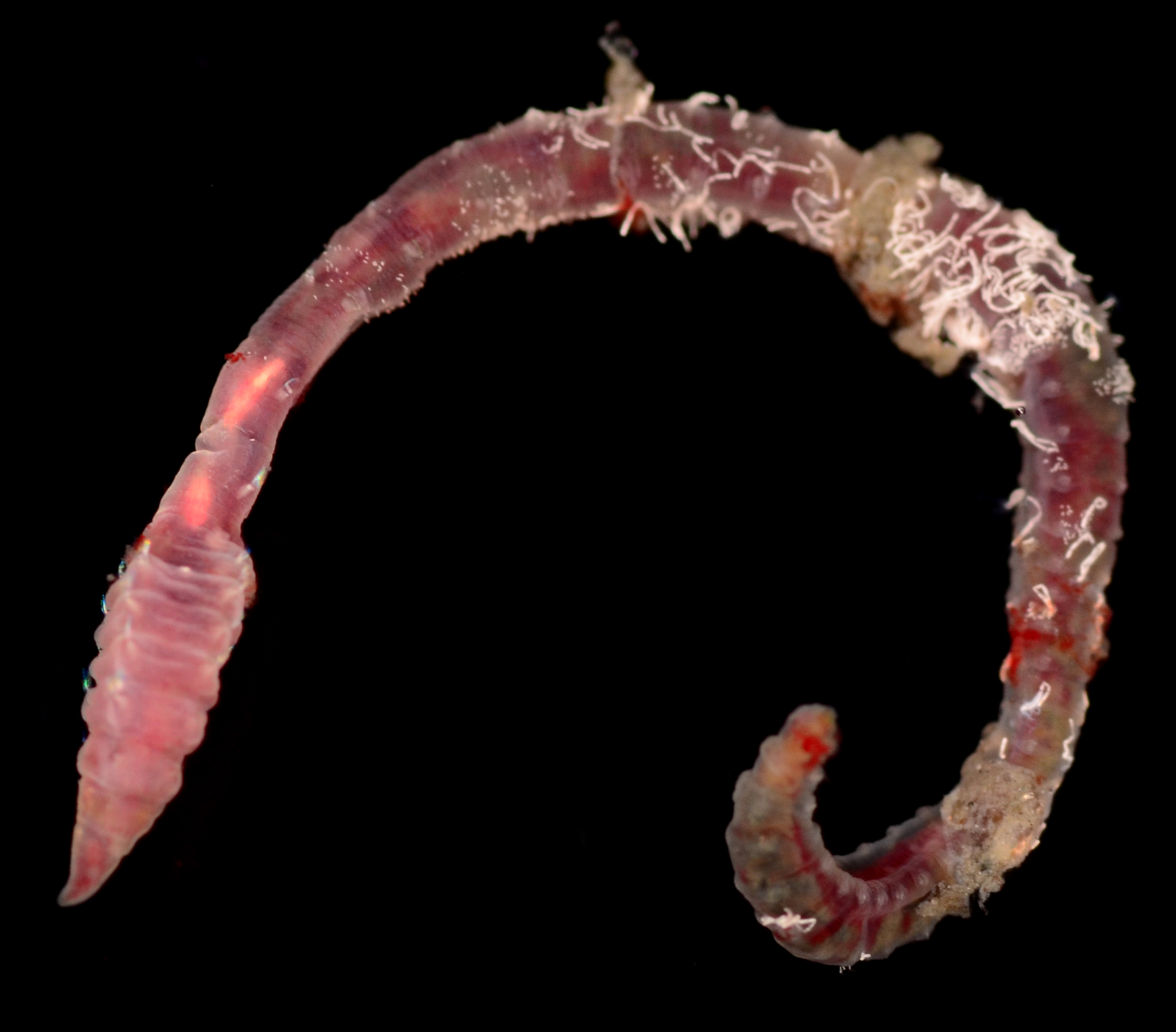 Capitella capitata (Fabricius, 1780)