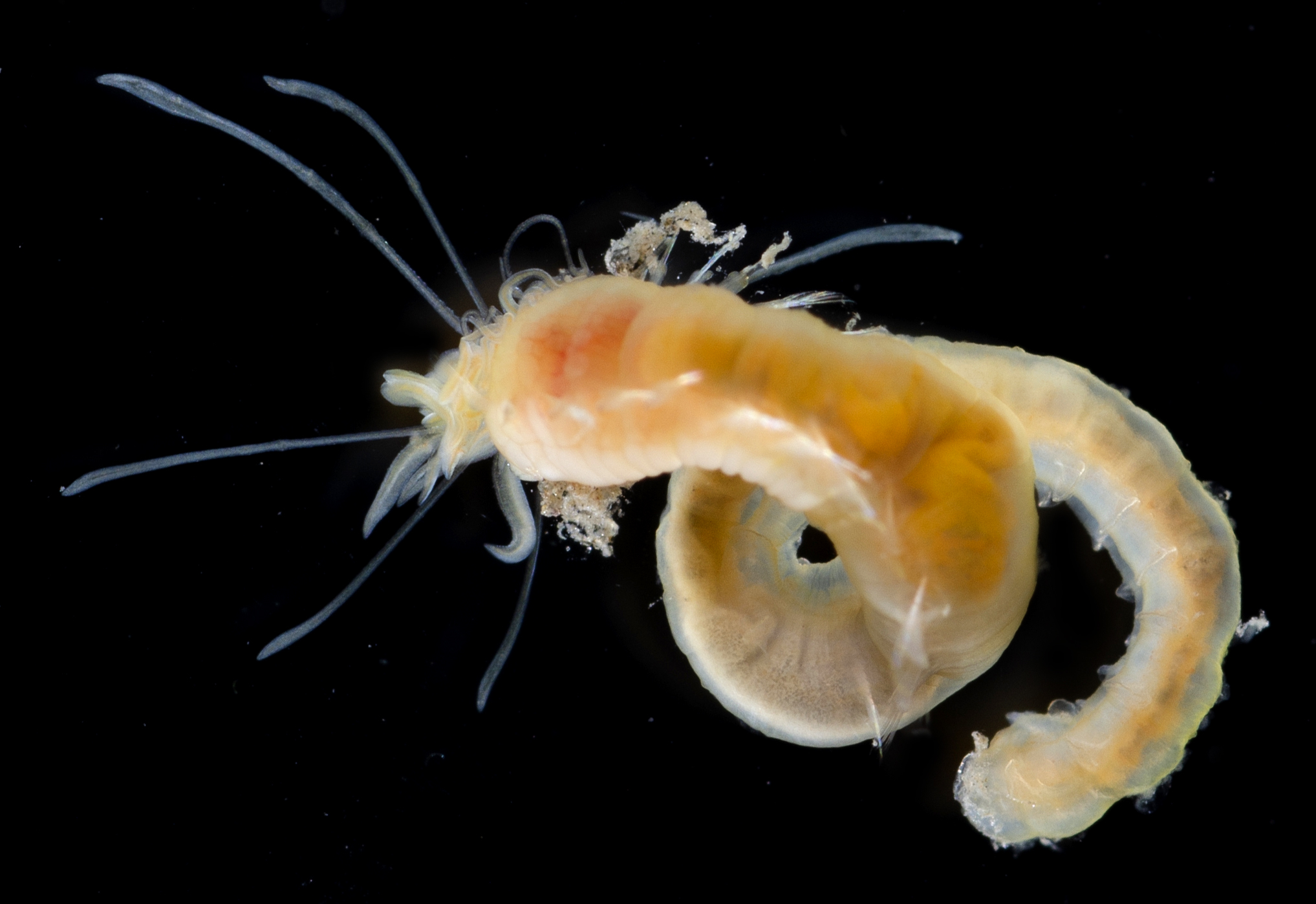 Polycirrus Grube, 1850