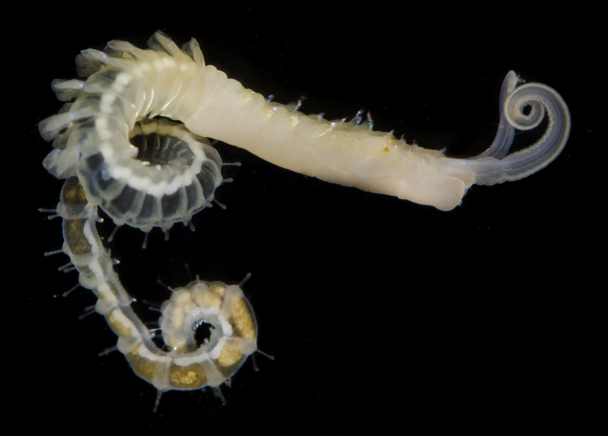 Phyllochaetopterus Grube, 1863