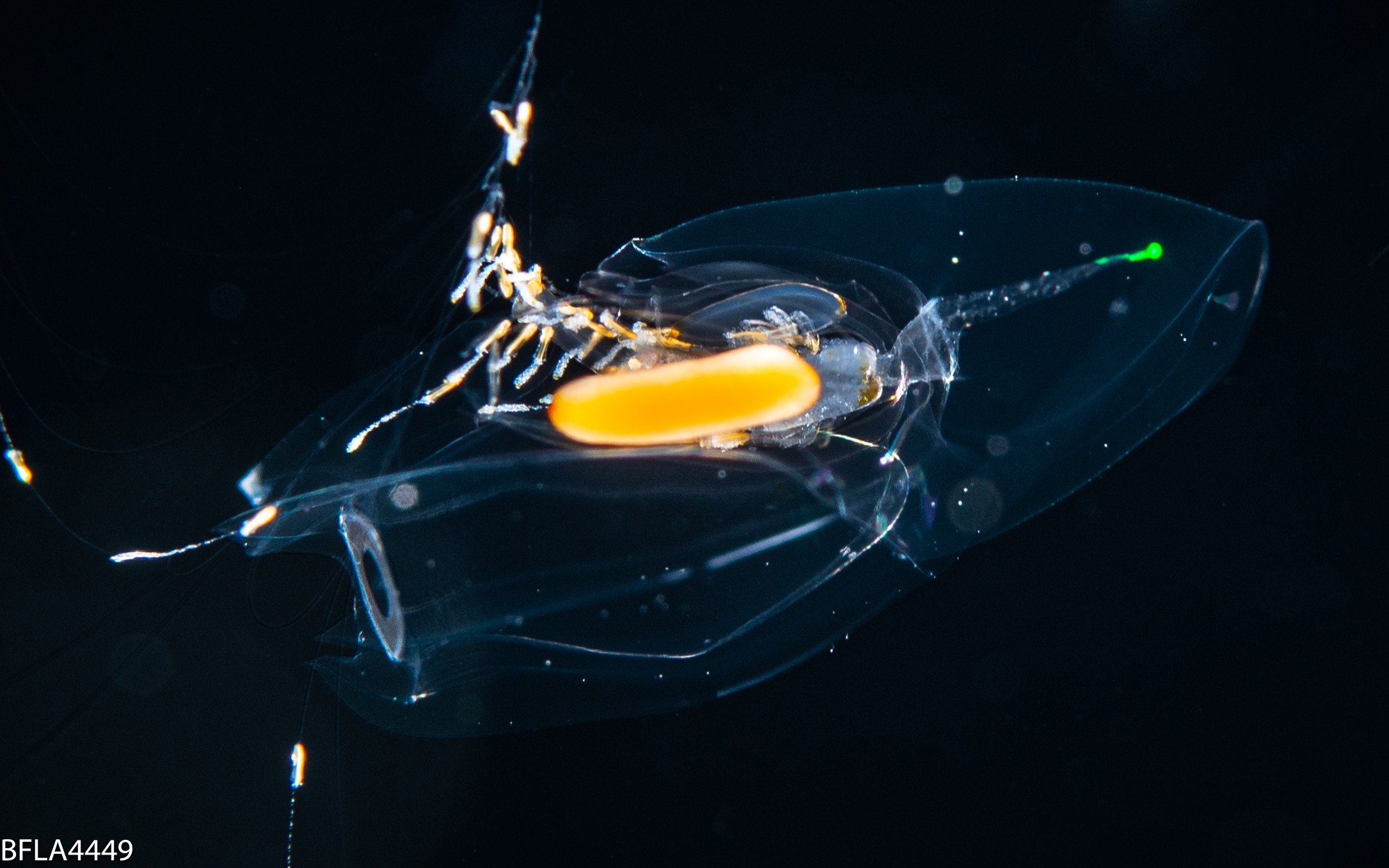 Diphyes dispar Chamisso & Eysenhardt, 1821