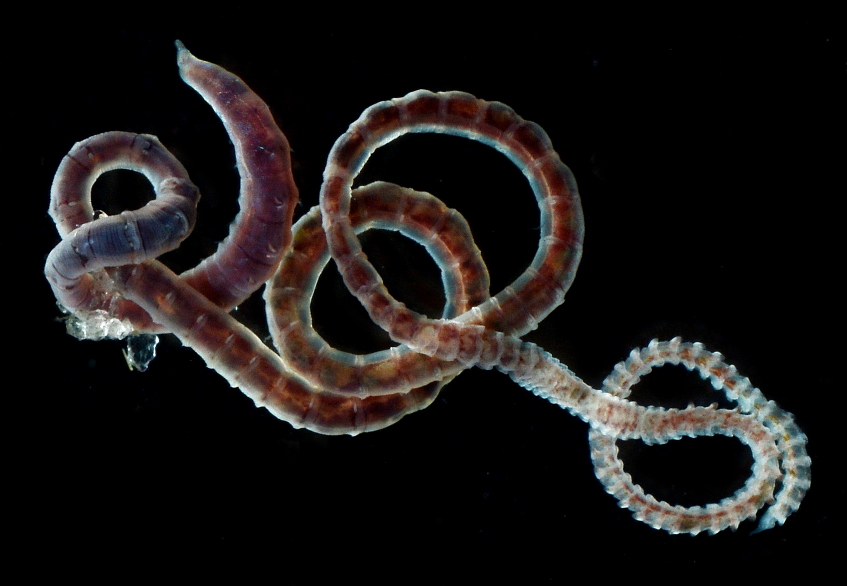 Notomastus M.Sars, 1851