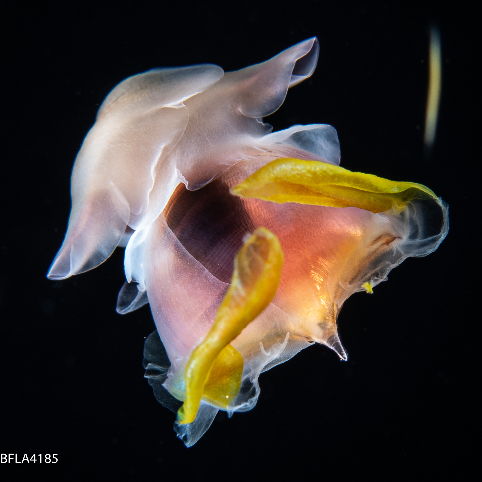 Cavolinia Abildgaard, 1791