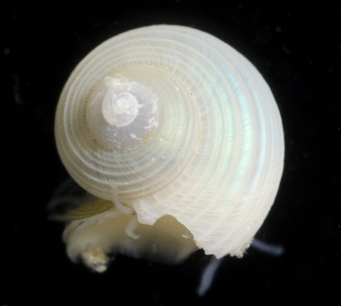 Margarites salmoneus (Carpenter, 1864)