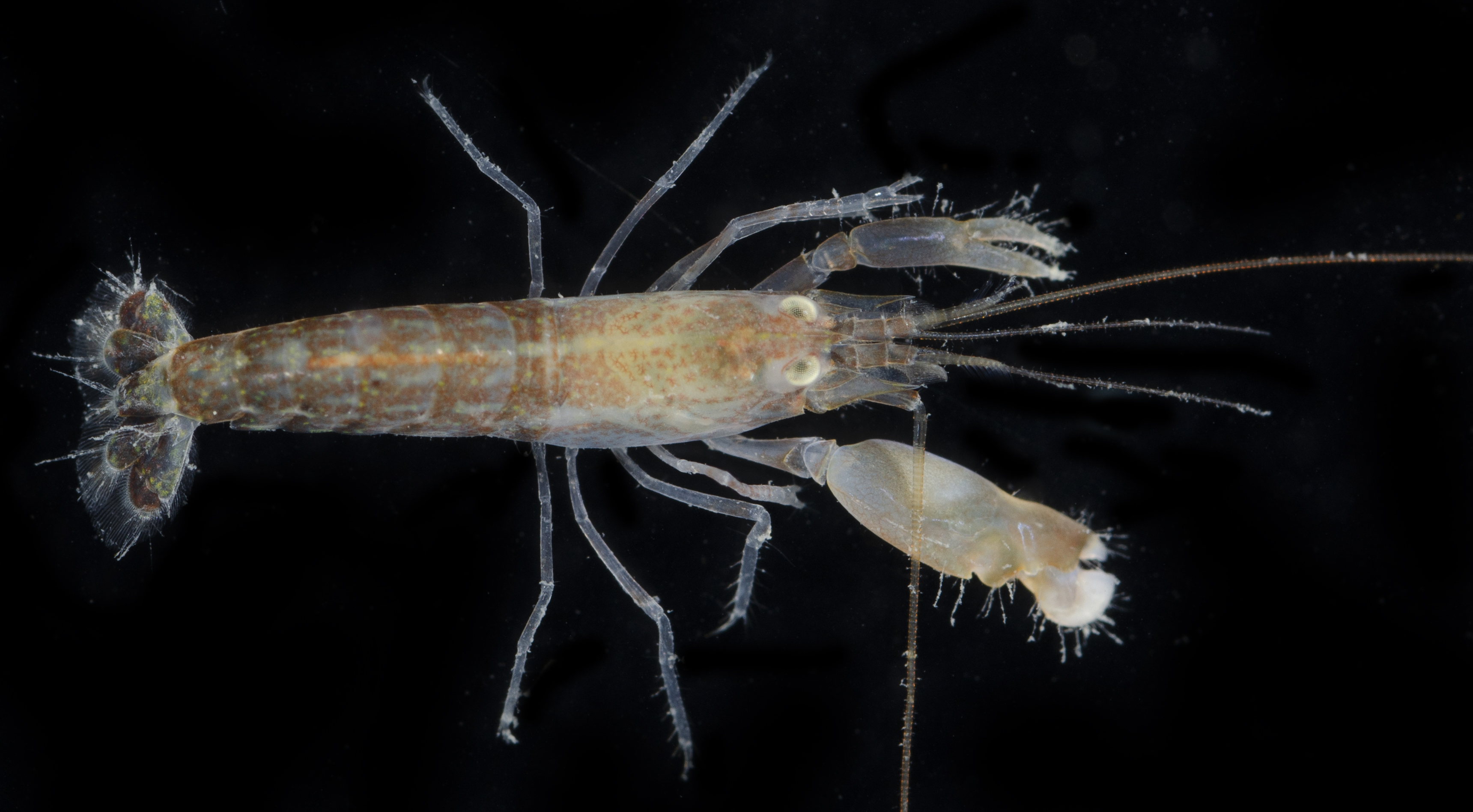 Alpheus edwardsii (Andouin, 1826)