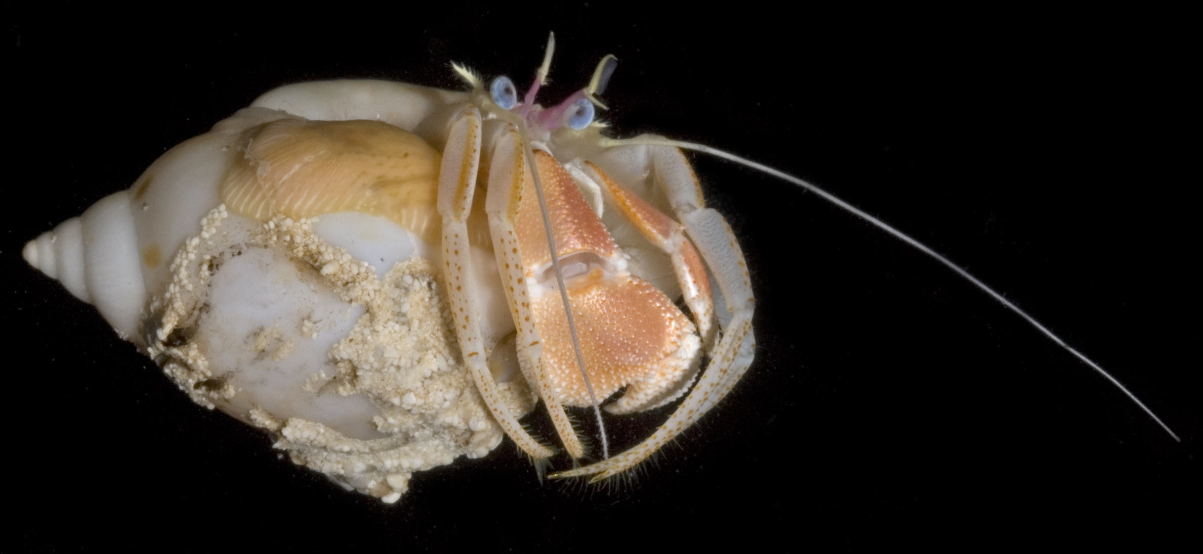 Paragiopagurus Lemaitre, 1996