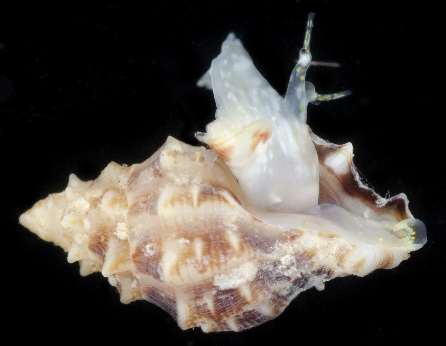 Cytharomorula Kuroda, 1953