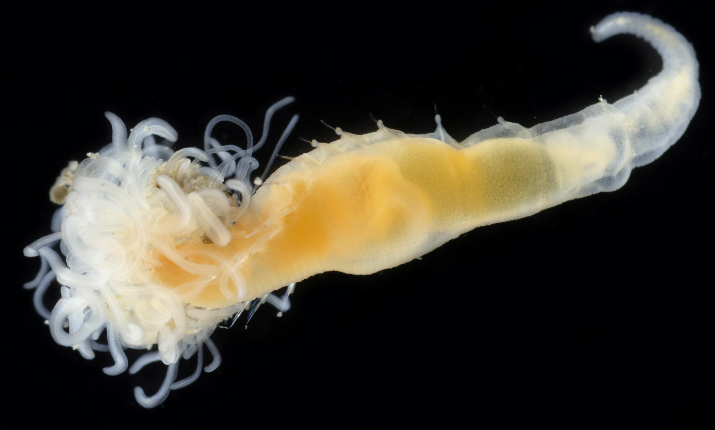 Polycirrus Grube, 1850