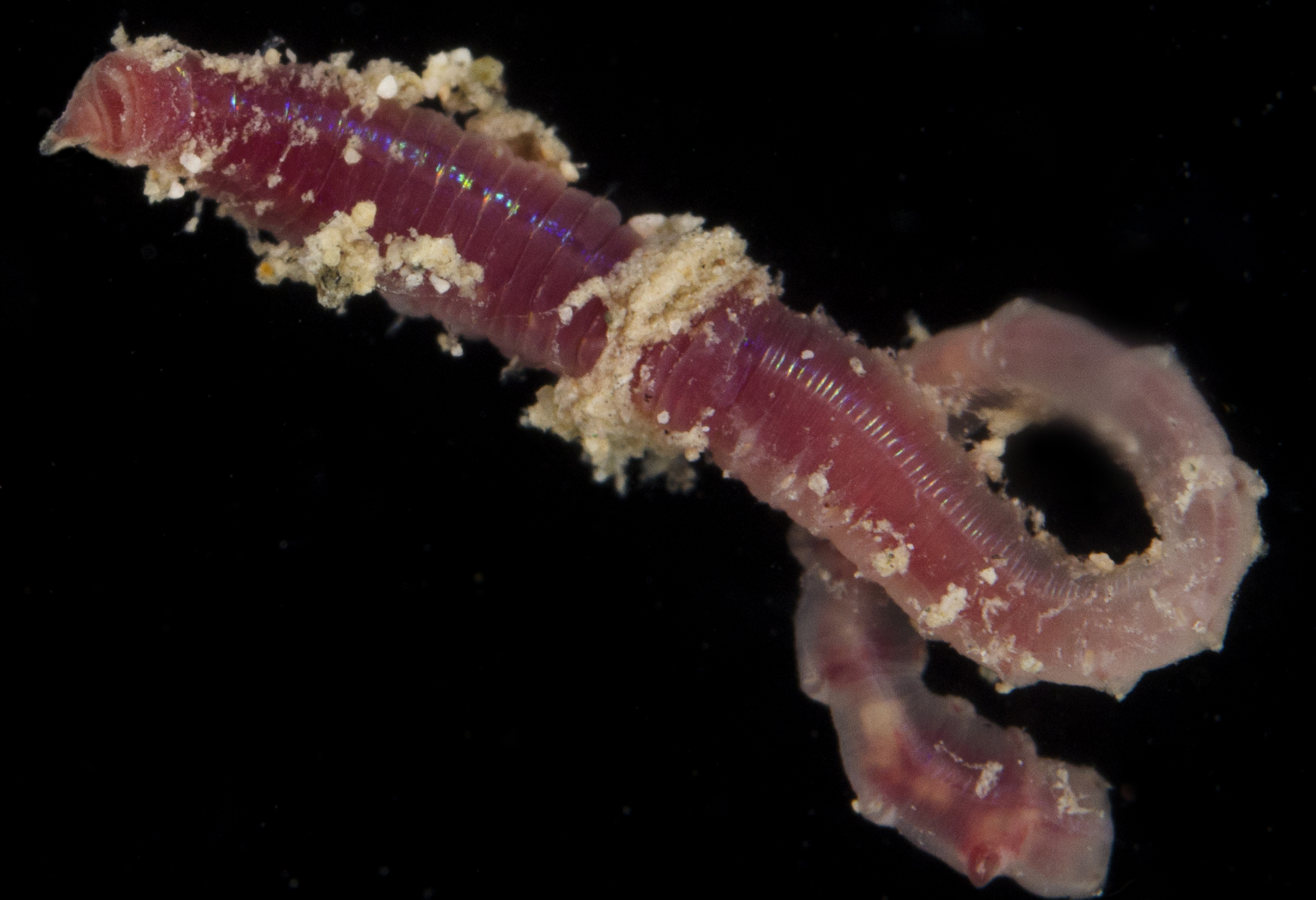 Notomastus M.Sars, 1851