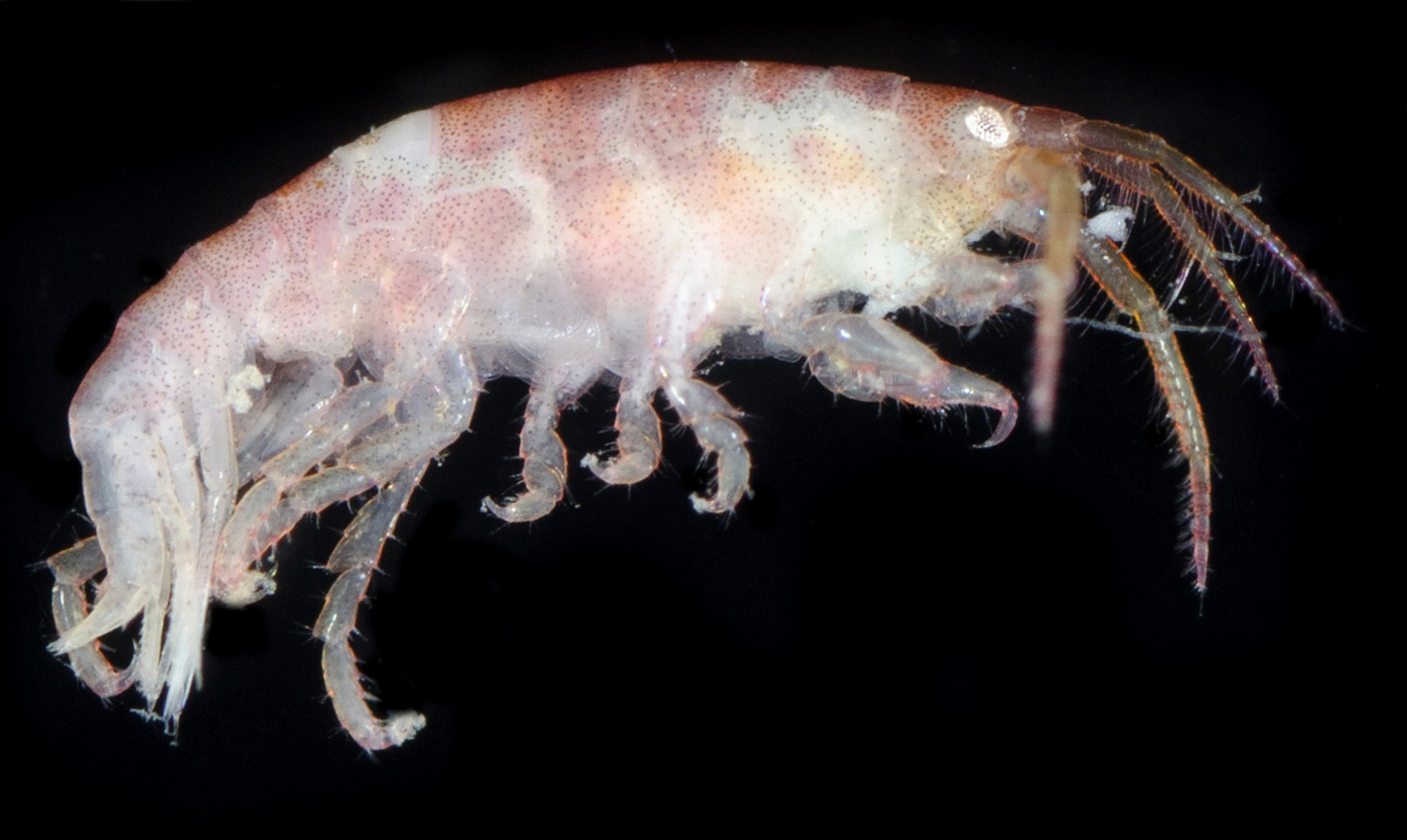 Ischyrocerus anguipes Krøyer, 1838