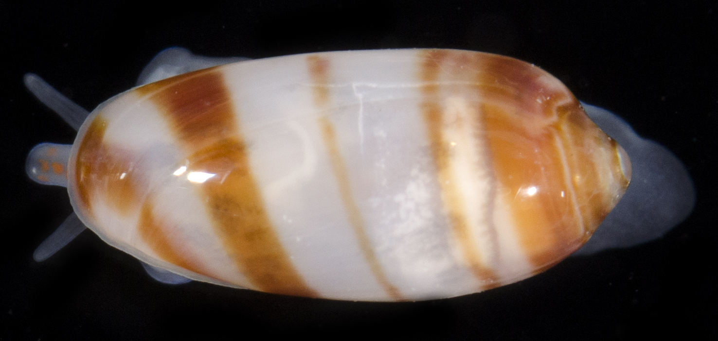 Volvarina albolineata (d'Orbigny, 1842)