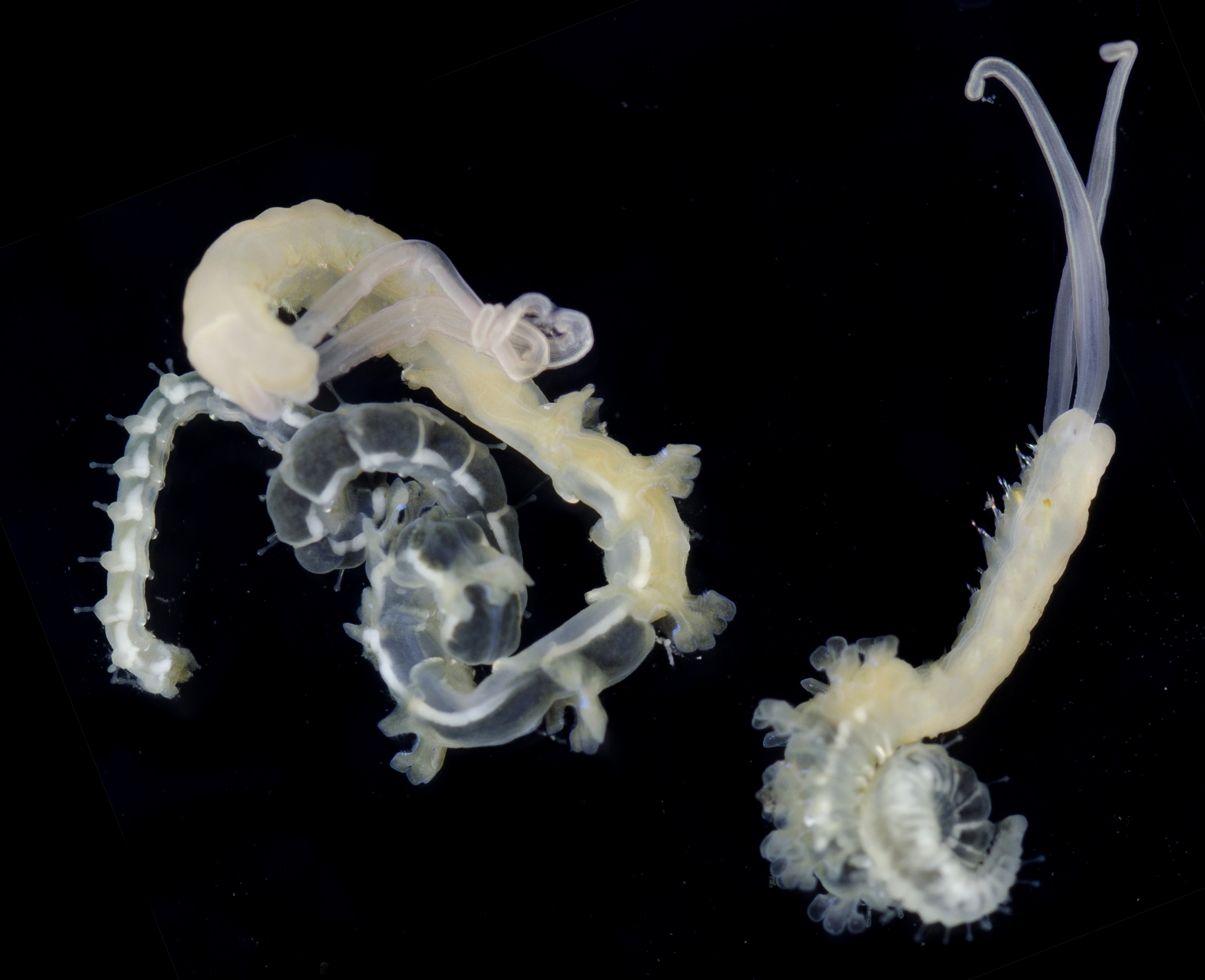 Phyllochaetopterus Grube, 1863