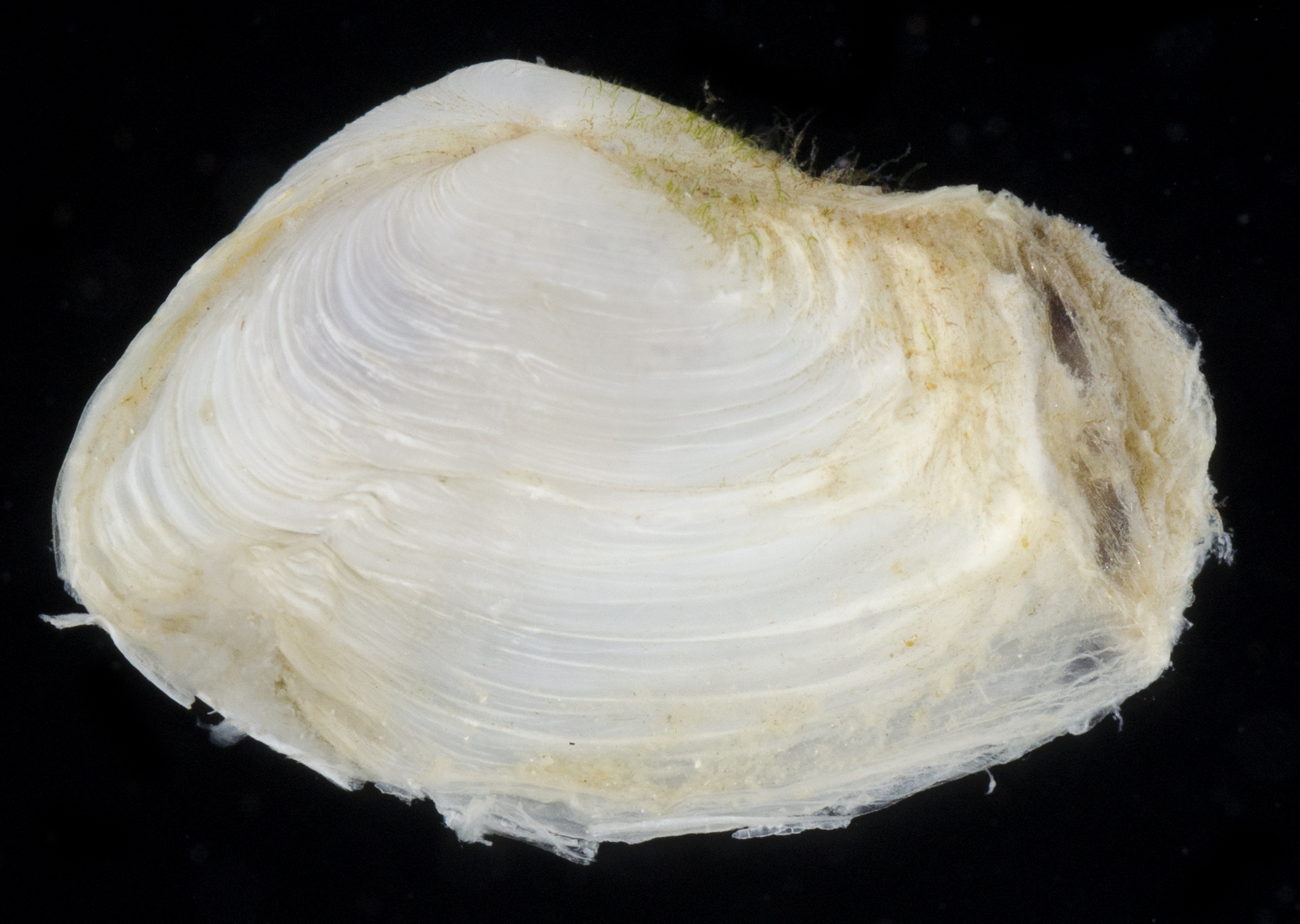 Sphenia W.Turton, 1822