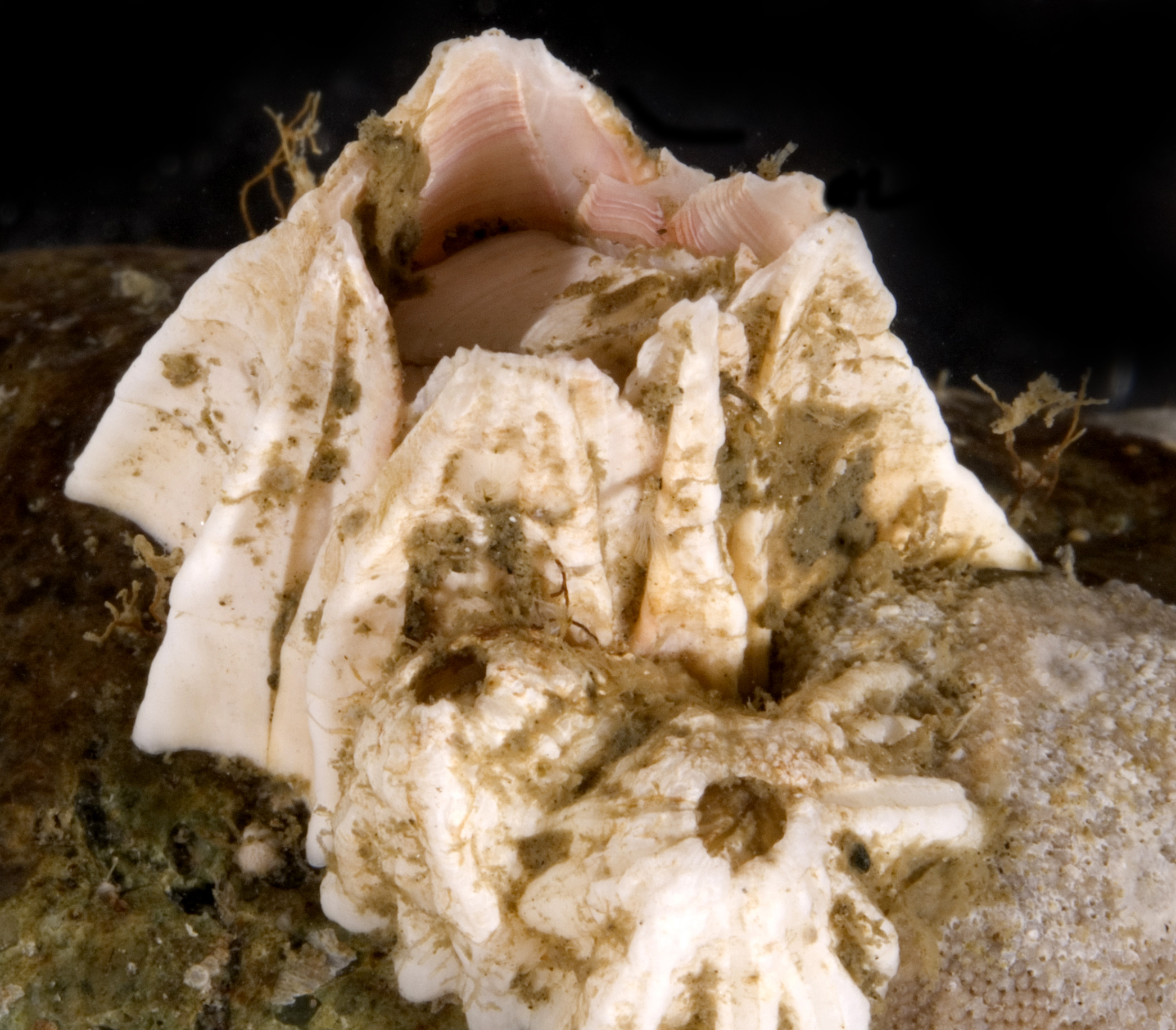 Balanus balanus (Linnaeus, 1758)