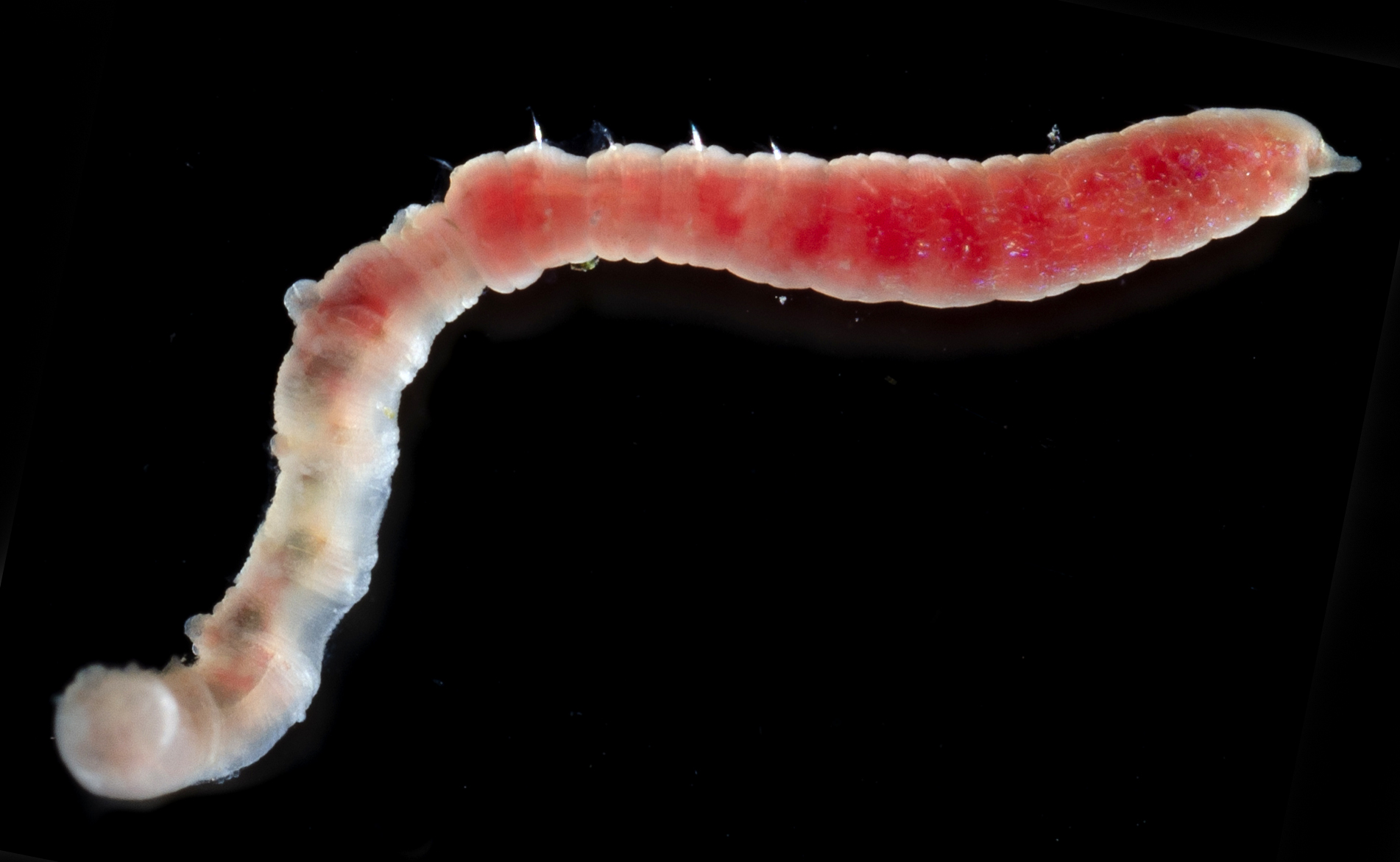 Notomastus M.Sars, 1851