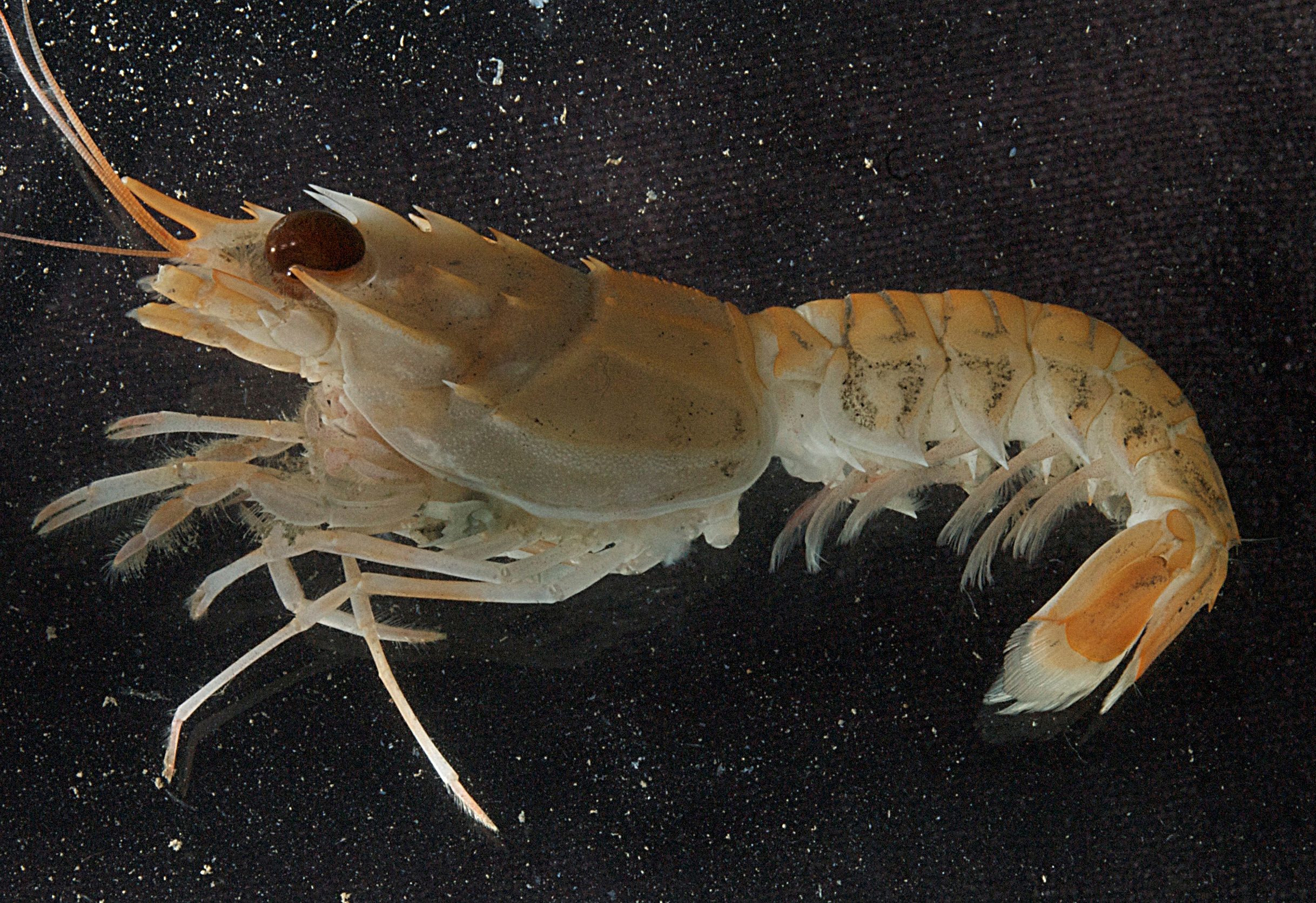 Metanephrops formosanus T.Y.Chan & Yu, 1987