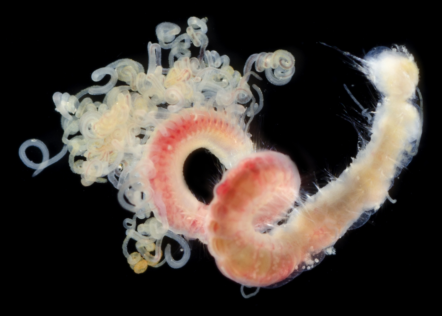 Aphelochaeta Blake, 1991