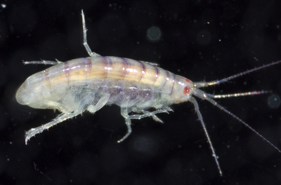 Paramoera Miers, 1875