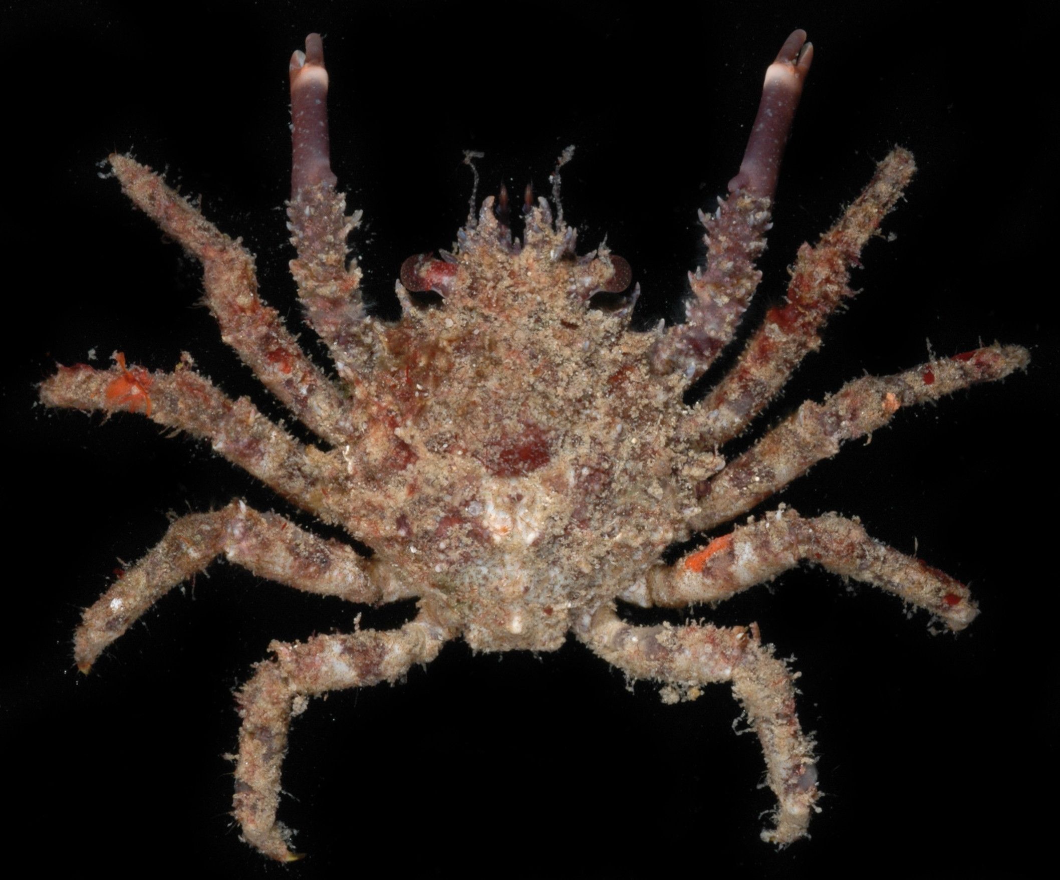 Schizophrys aspera (H.Milne Edwards, 1831)